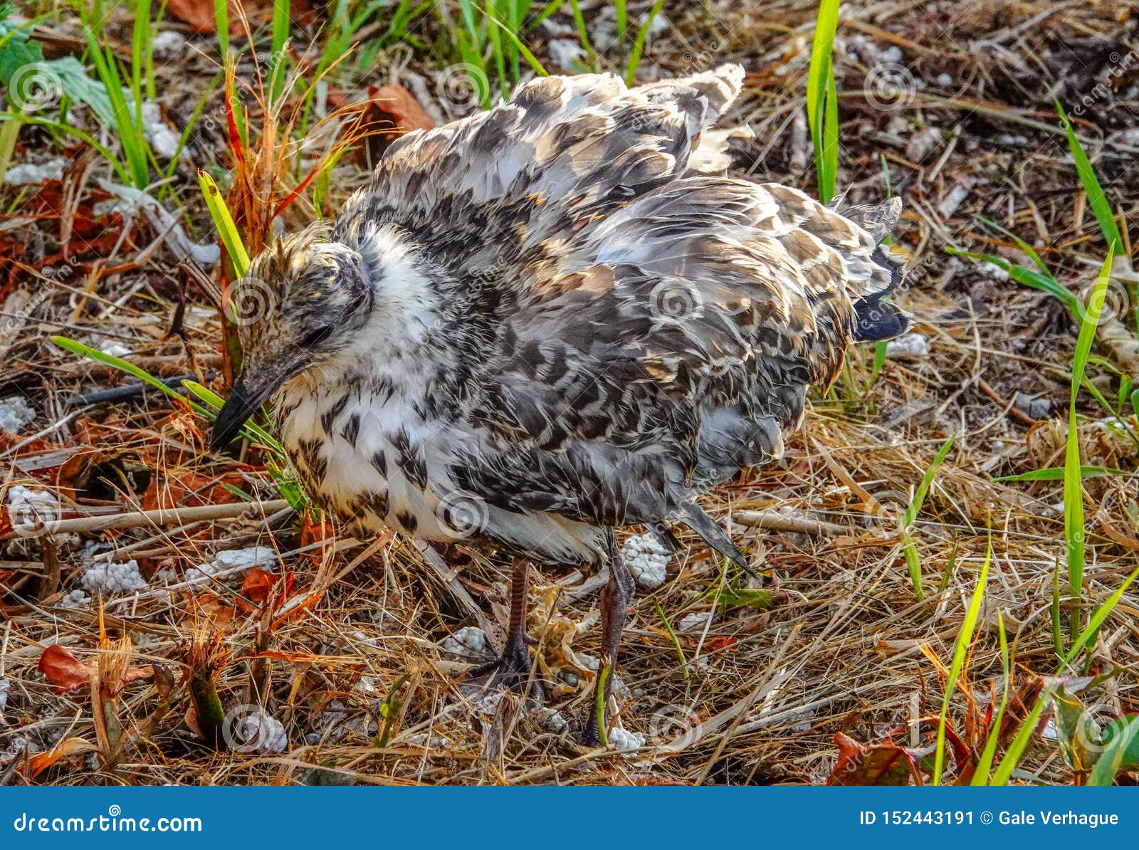 Fledgling Ring-billed Gull in Summer Stock Image - Image of adorable ...