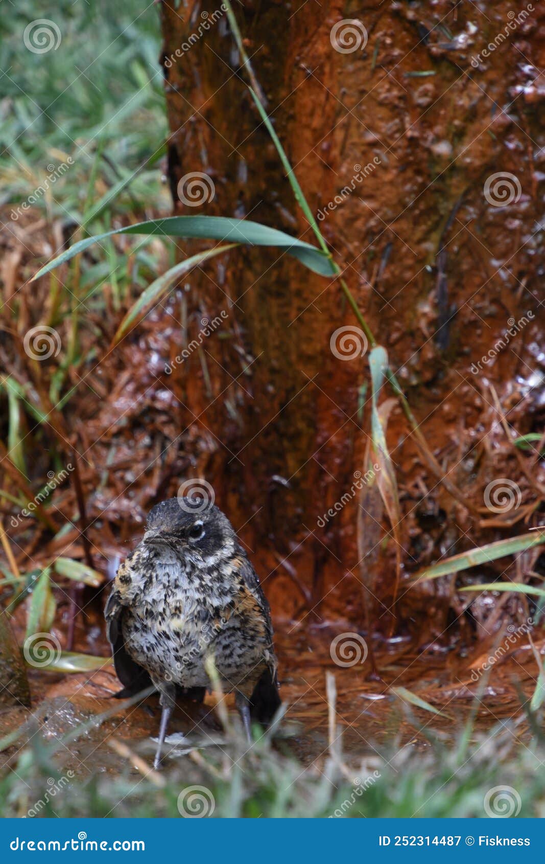Fledgling Robin Cooling Off by a Well of Flowing Water Stock Image ...