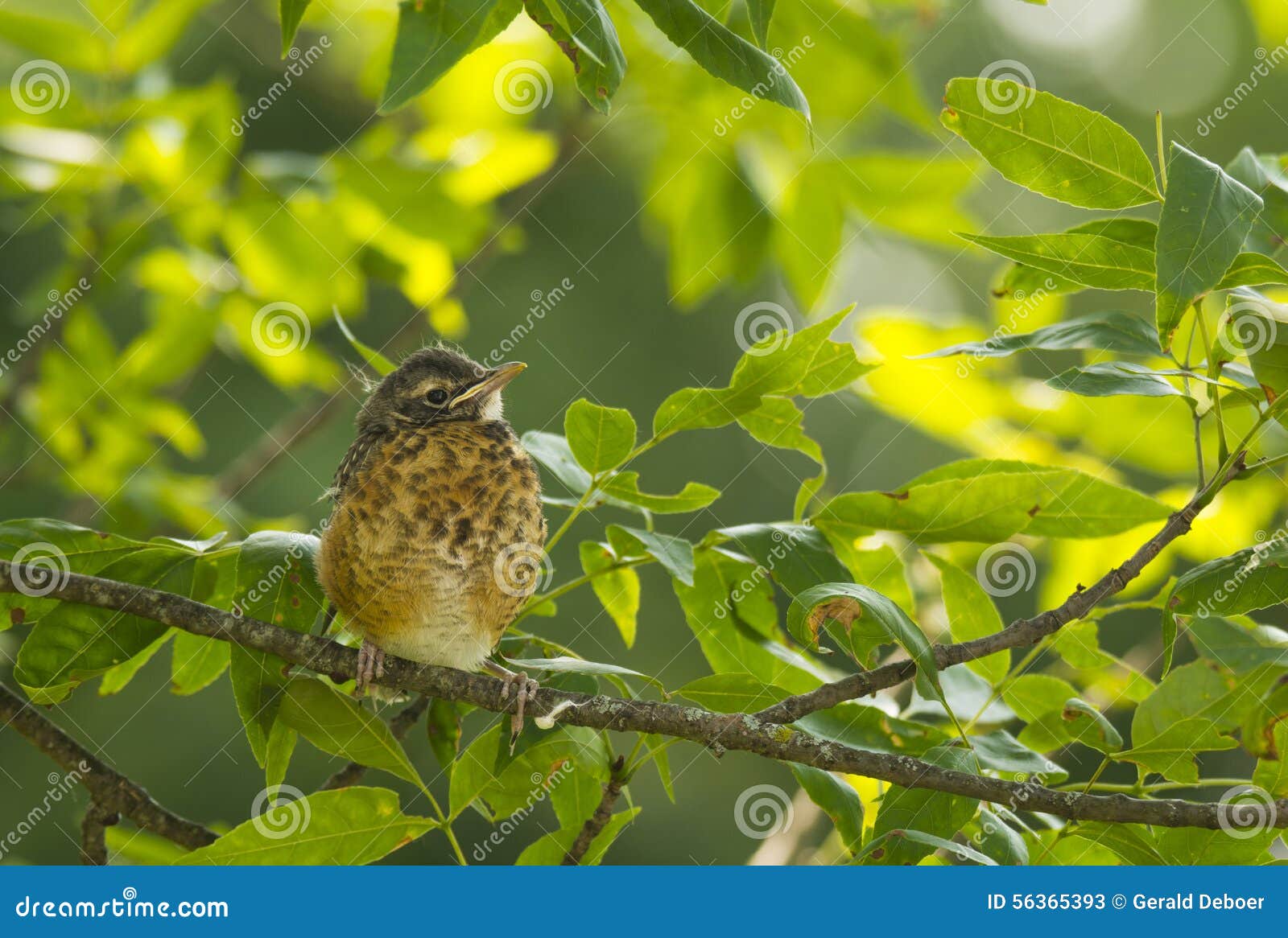 Fledgling Robin Sitting On A Tree Branch Royalty-Free Stock Photo ...