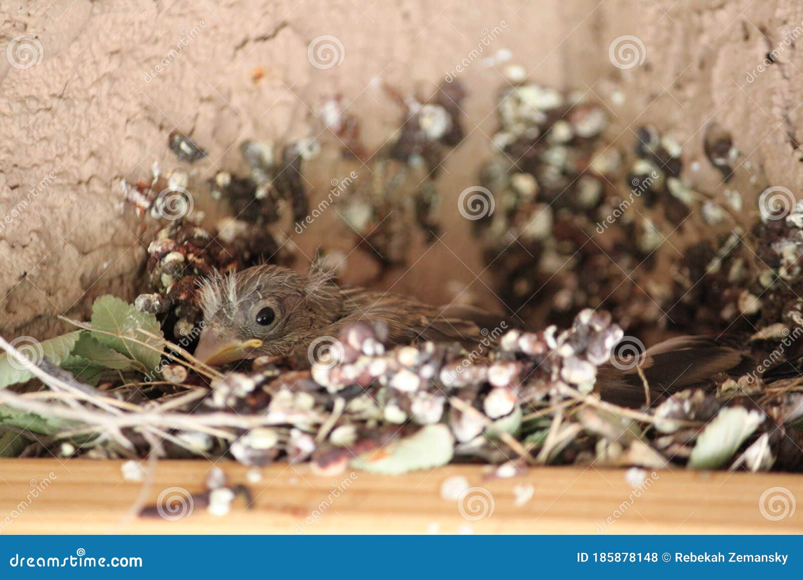 Fledgling sparrows 9863 stock photo. Image of childhood - 185878148
