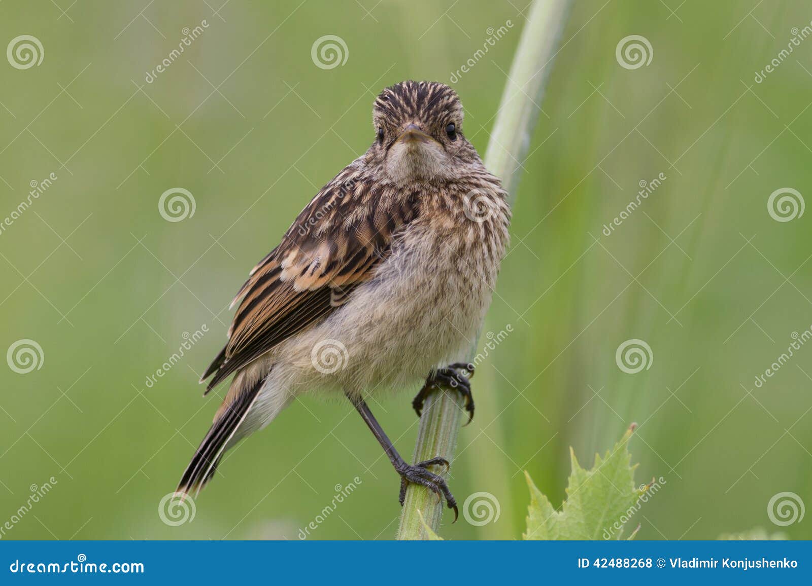 Fledgling stonechat stock photo. Image of branch, nature - 42488268