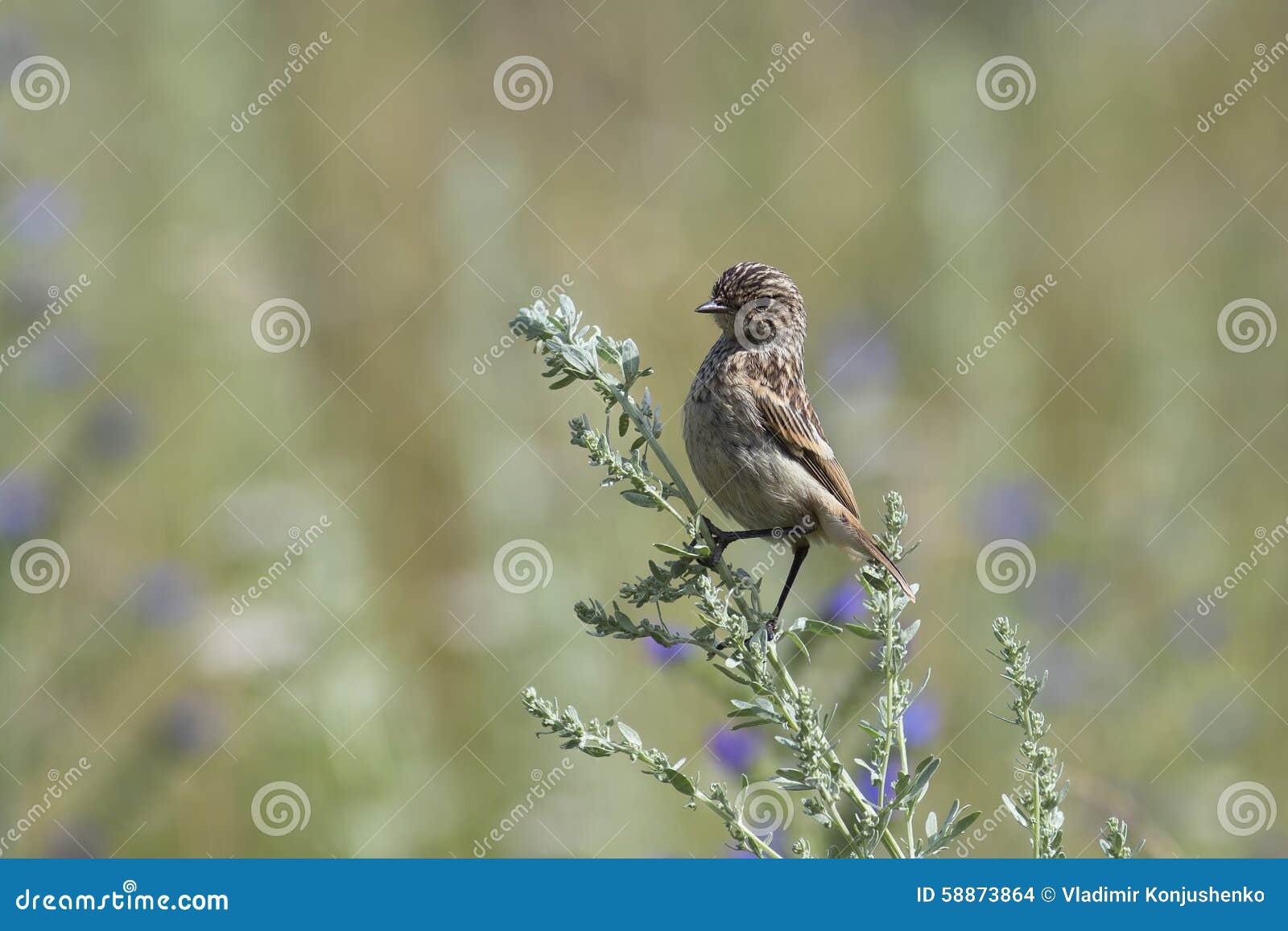 Fledgling stonechat stock photo. Image of fledgling, black - 58873864