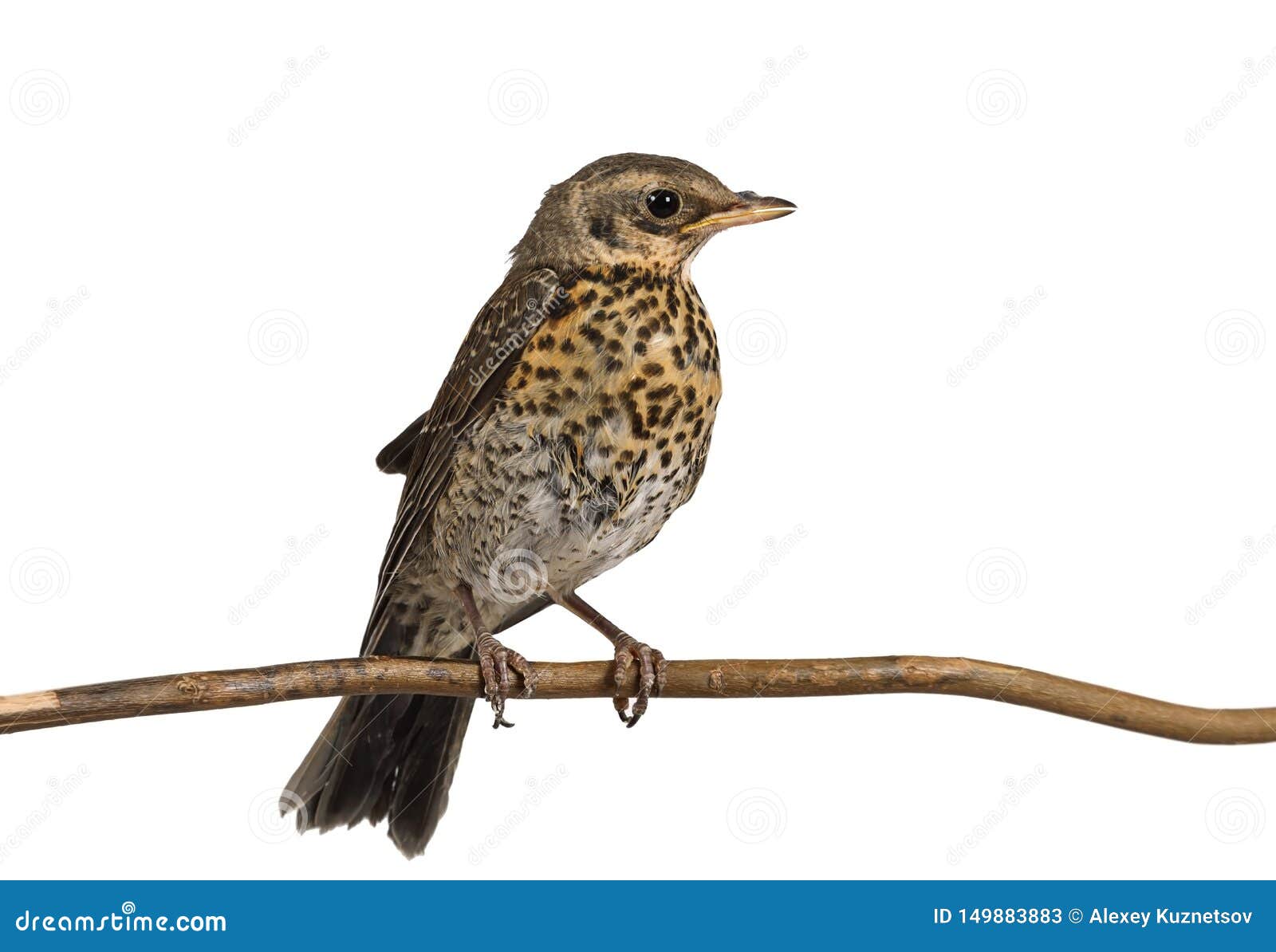 Fledgling Thrush Fieldfare Sitting on a Branch Stock Image - Image of ...