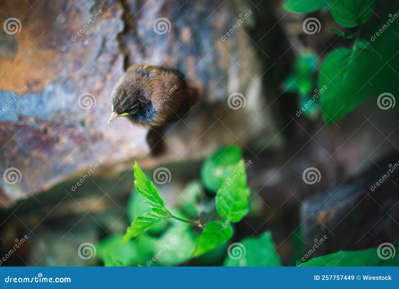 Fledgling Wren on a Rock in the Garden Stock Image - Image of rock ...