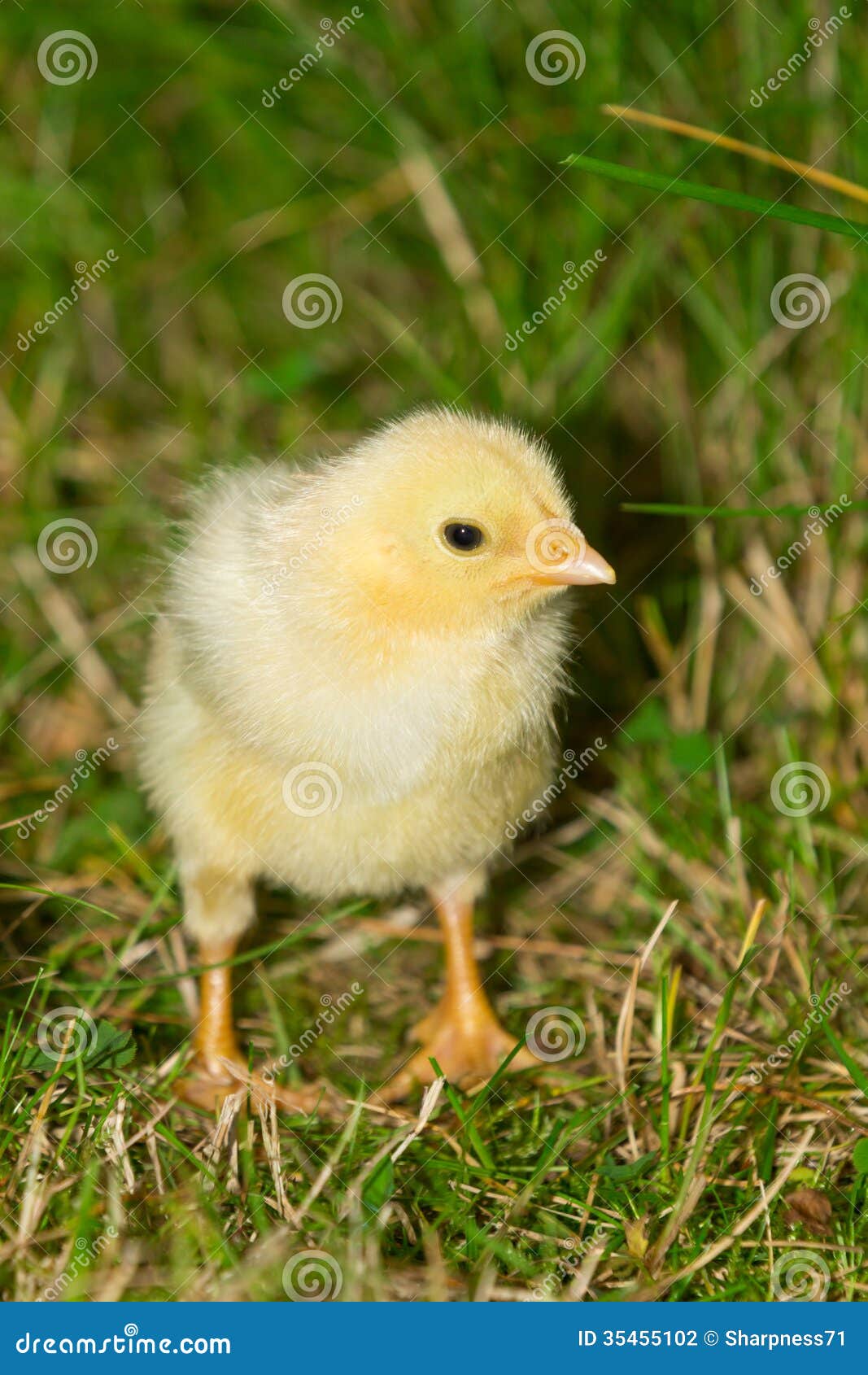 Fledglings 10 stock photo. Image of chickens, baby, feather - 35455102