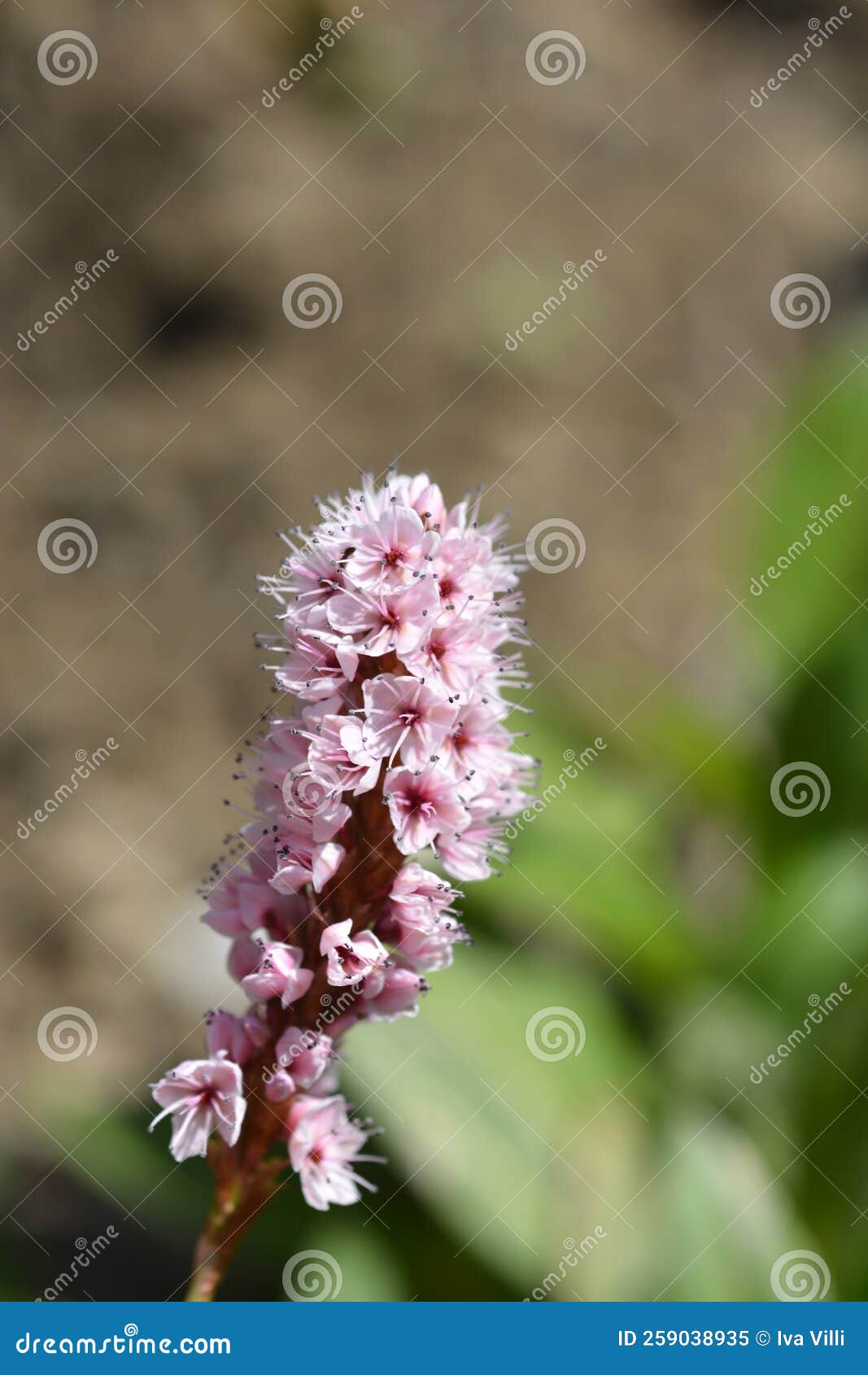 Fleece flower stock image. Image of fleece, close, flower - 259038935