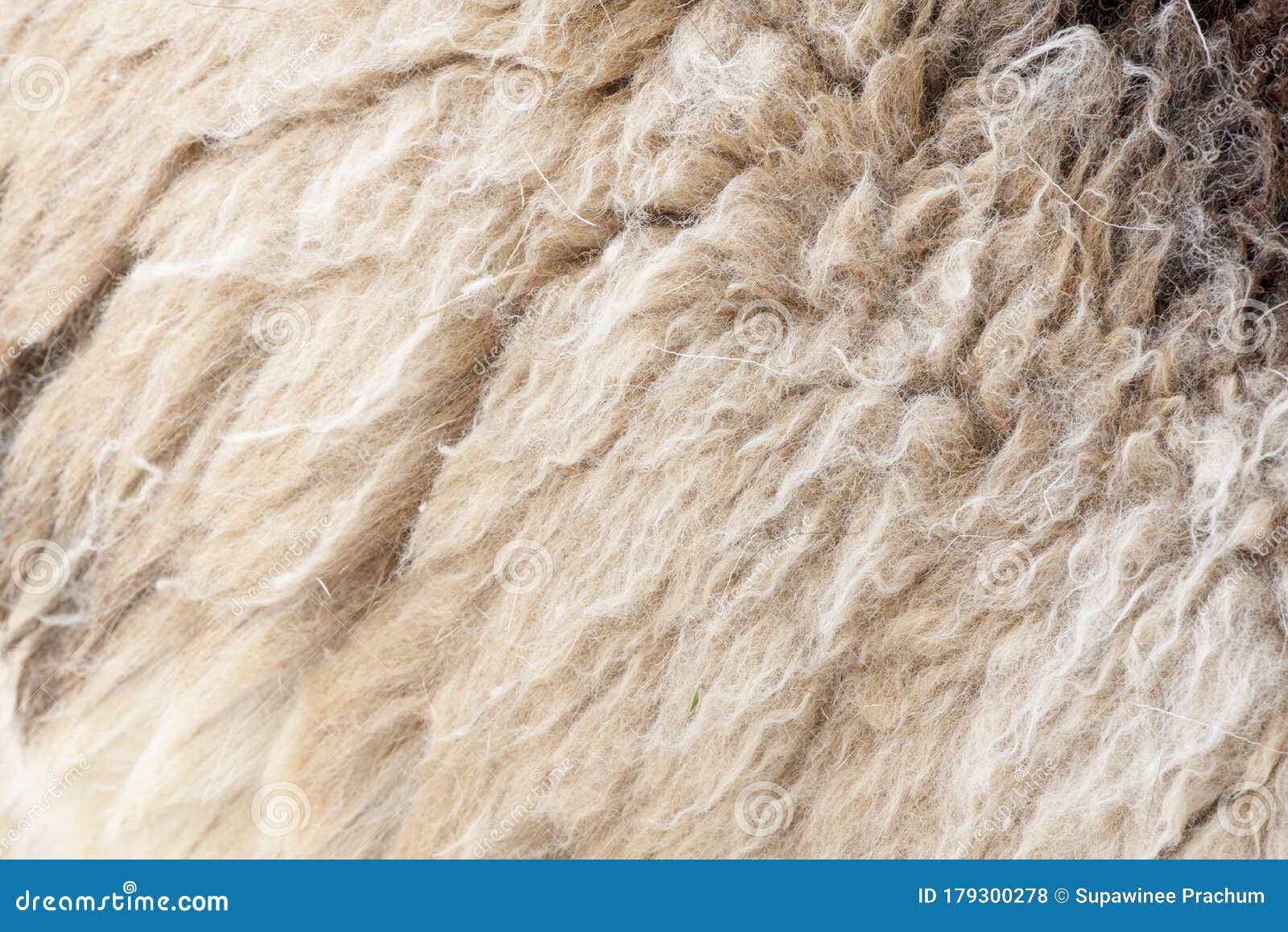 Fleece White,Close Up of Fleece, Exture Background Stock Photo - Image ...