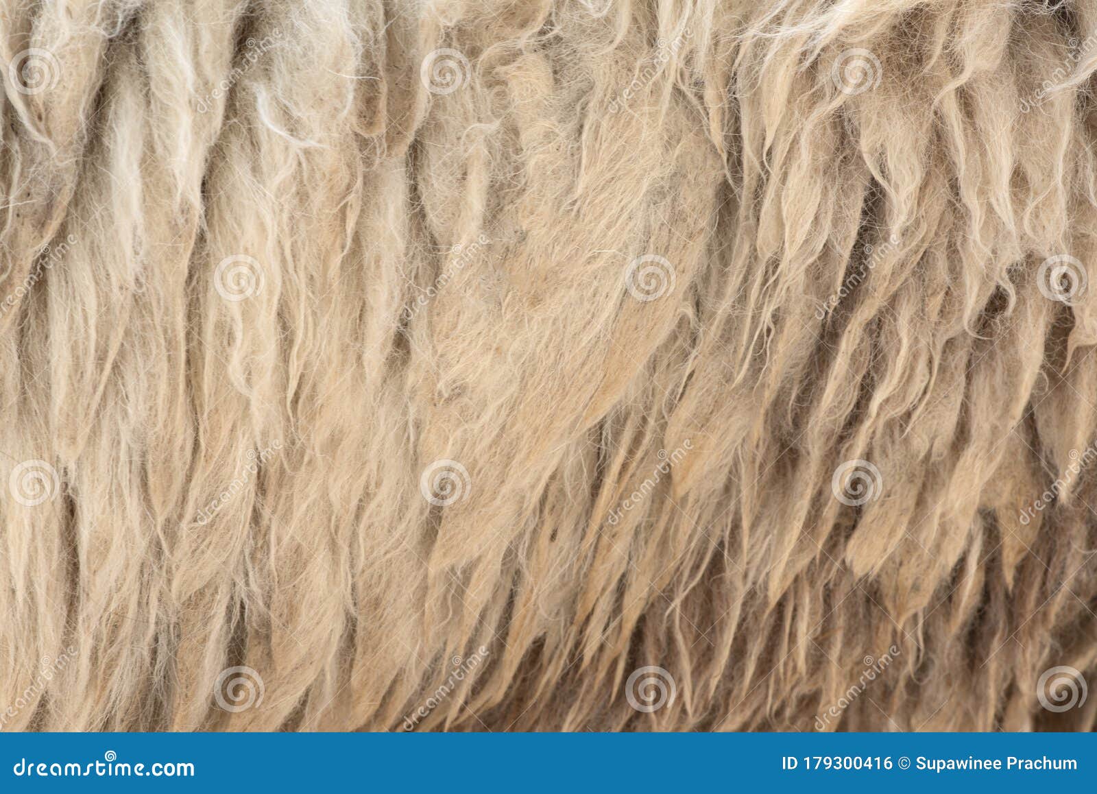 Fleece White,Close Up of Fleece, Exture Background Stock Photo - Image ...