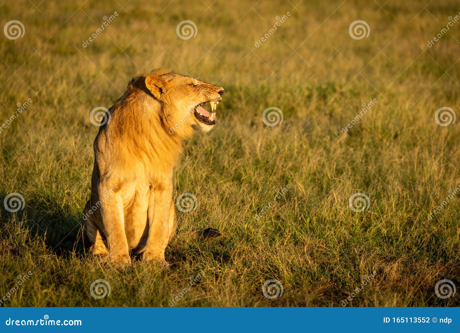 Flehmen Response of Male Lion Sitting Down Stock Photo - Image of ...