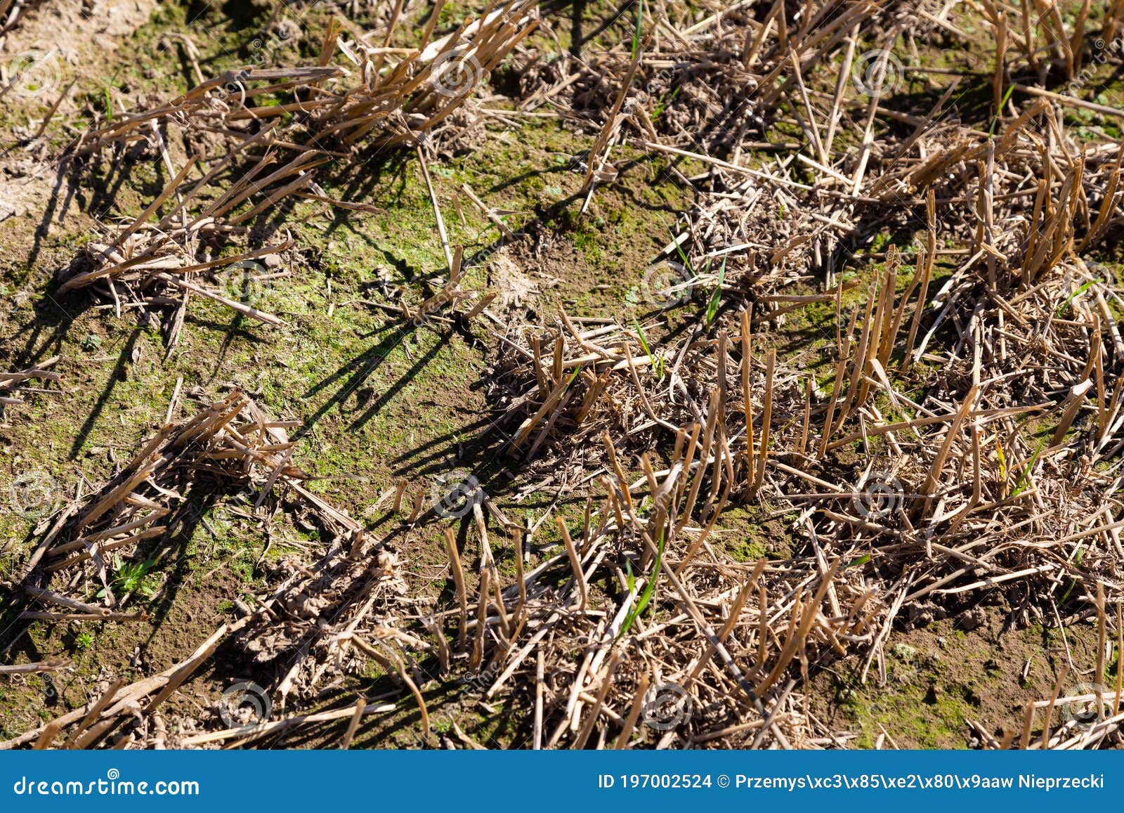 Flelds after the Harvest. Late Summer, Sharp Light Stock Photo - Image ...