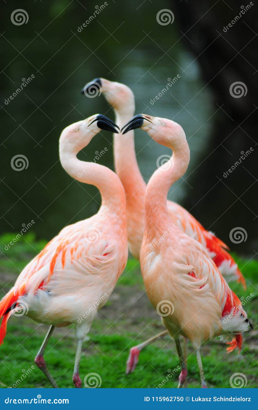 Fleming& x27;s stock photo. Image of pink, love - 115962750