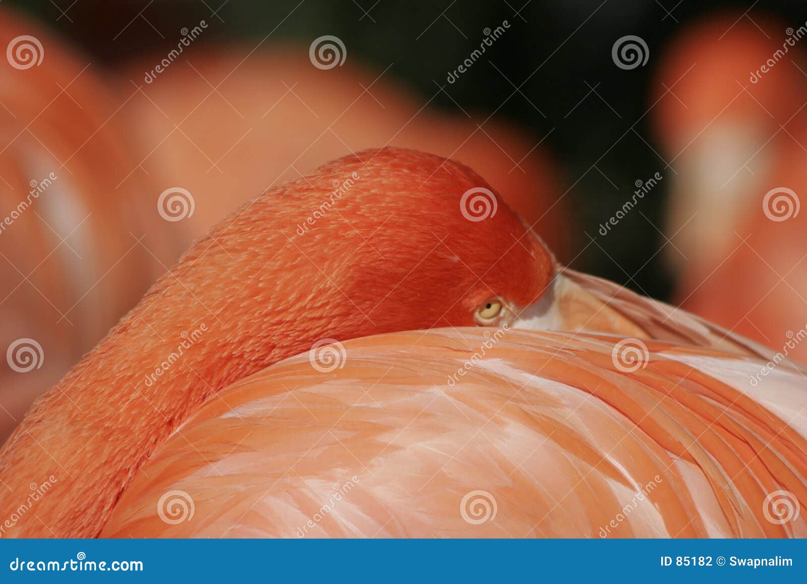 Flemingo stock photo. Image of beauty, closeup, bird, awaken - 85182