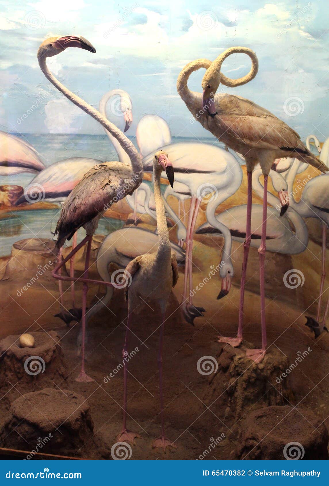 Flemingoes Stock Photos - Free & Royalty-Free Stock Photos from Dreamstime