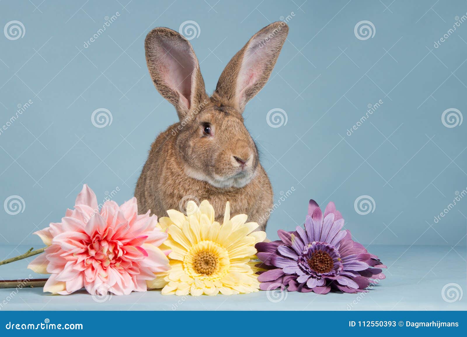Flemish Giant Rabbit Royalty-Free Stock Photography | CartoonDealer.com ...