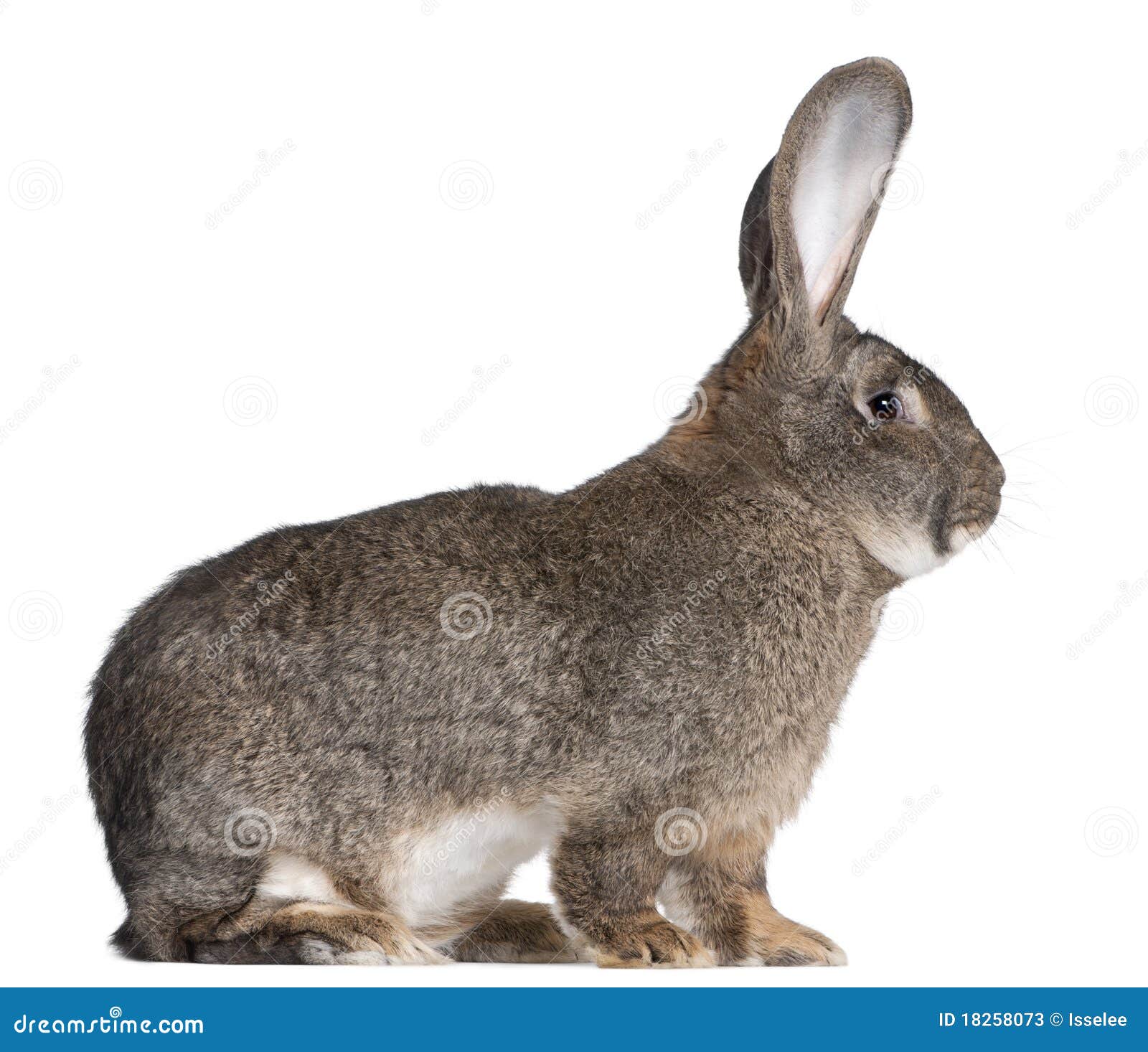 Flemish Giant Rabbit Royalty-Free Stock Image | CartoonDealer.com ...