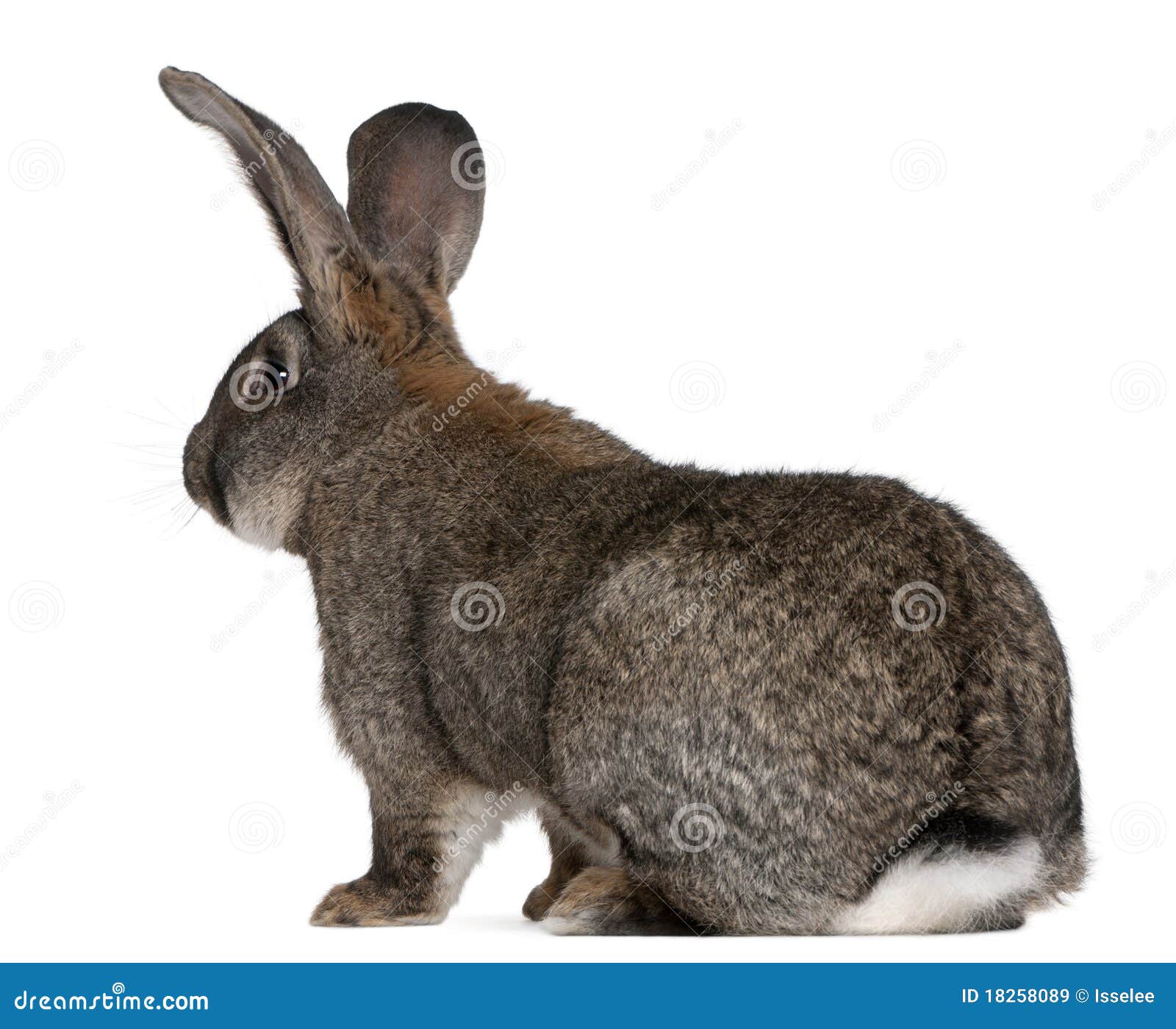 Flemish Giant Rabbit Stock Photography | CartoonDealer.com #18258116