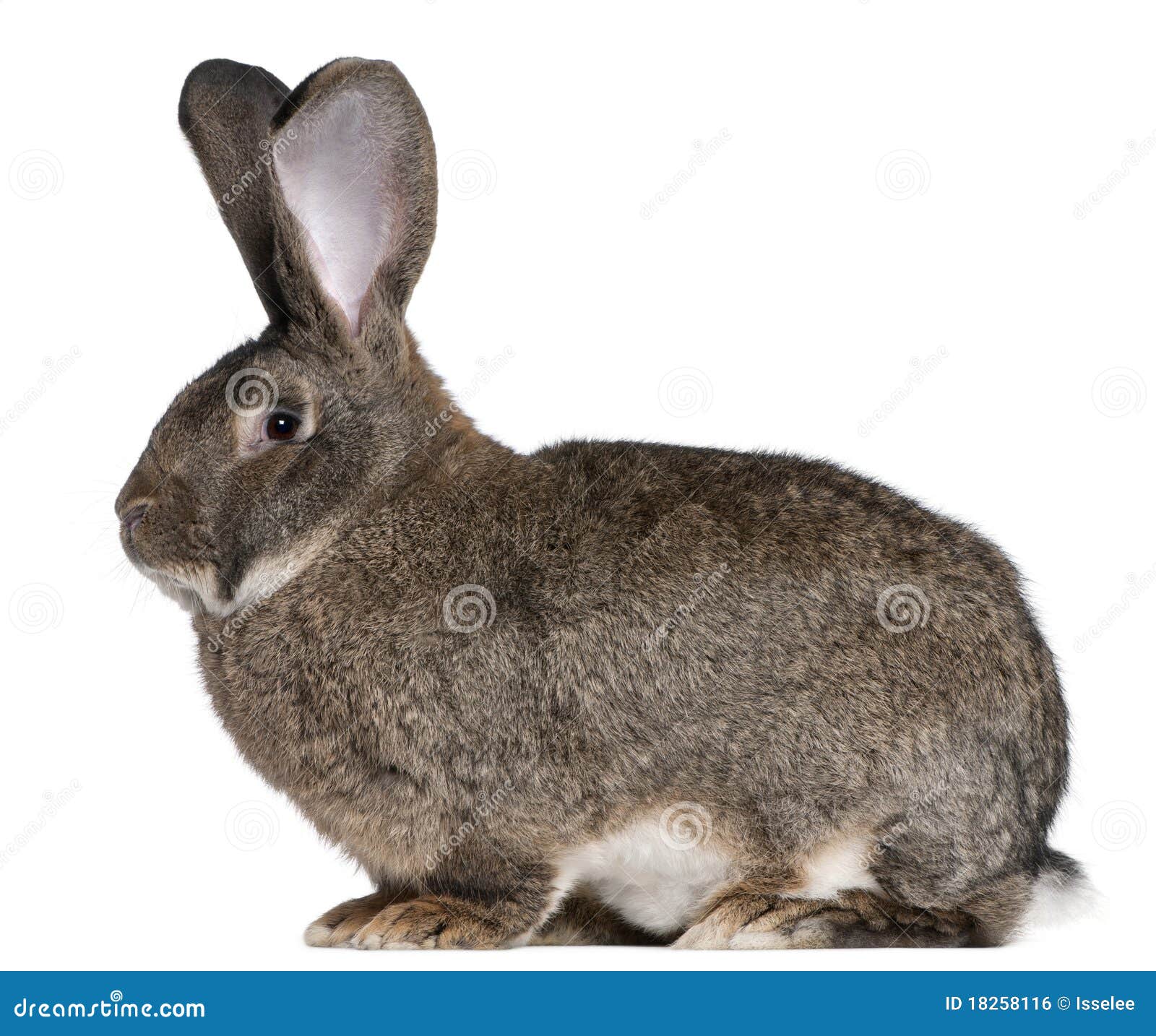 Flemish Giant Rabbit Stock Photography | CartoonDealer.com #18258116