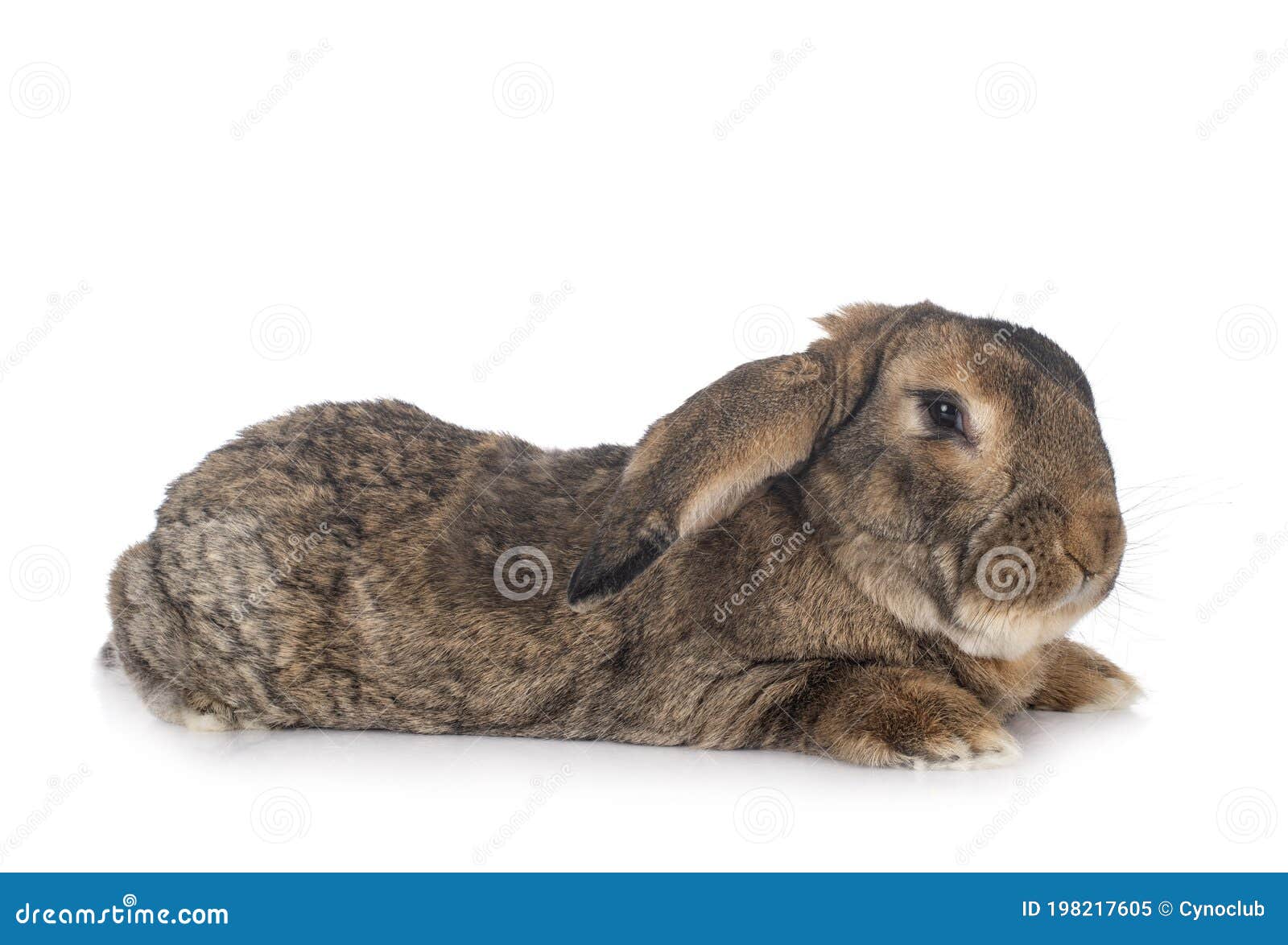 White Flemish Giant Rabbit