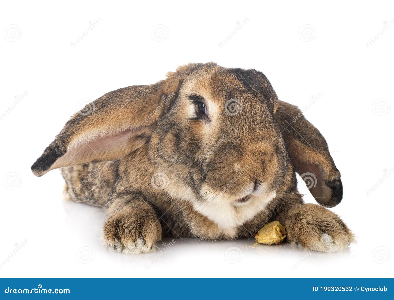 Flemish Giant Rabbit Royalty-Free Stock Image | CartoonDealer.com ...
