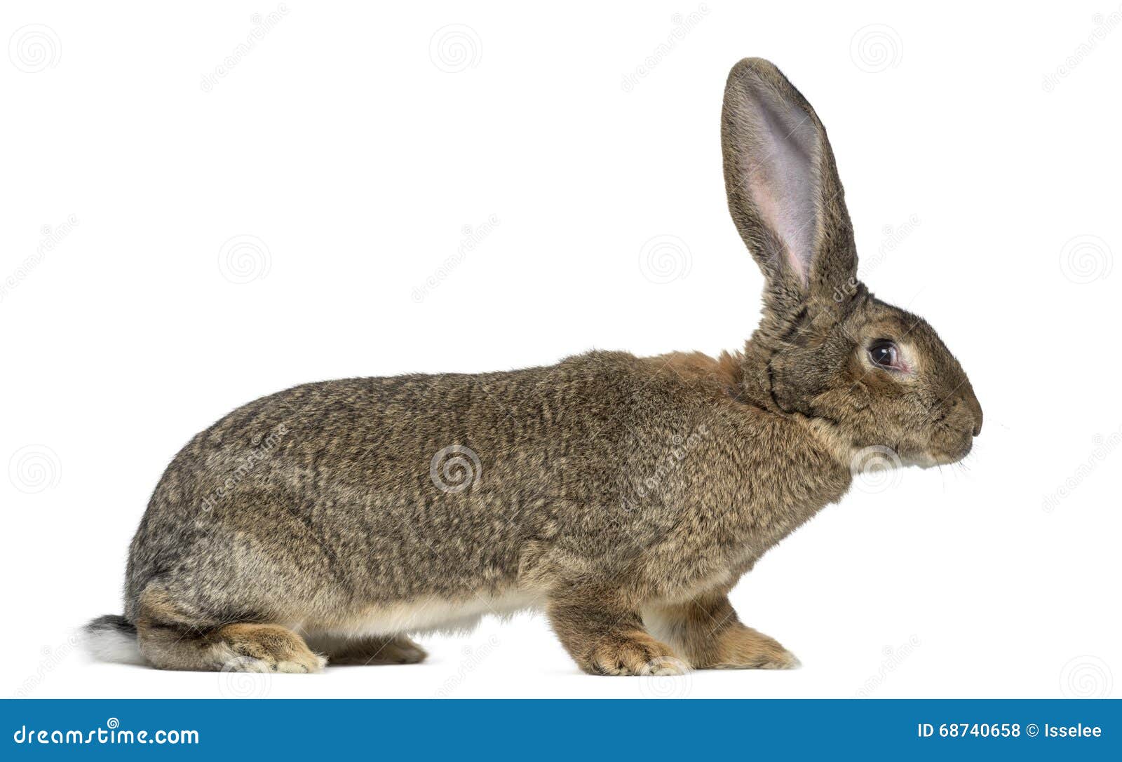 White Flemish Giant Rabbit