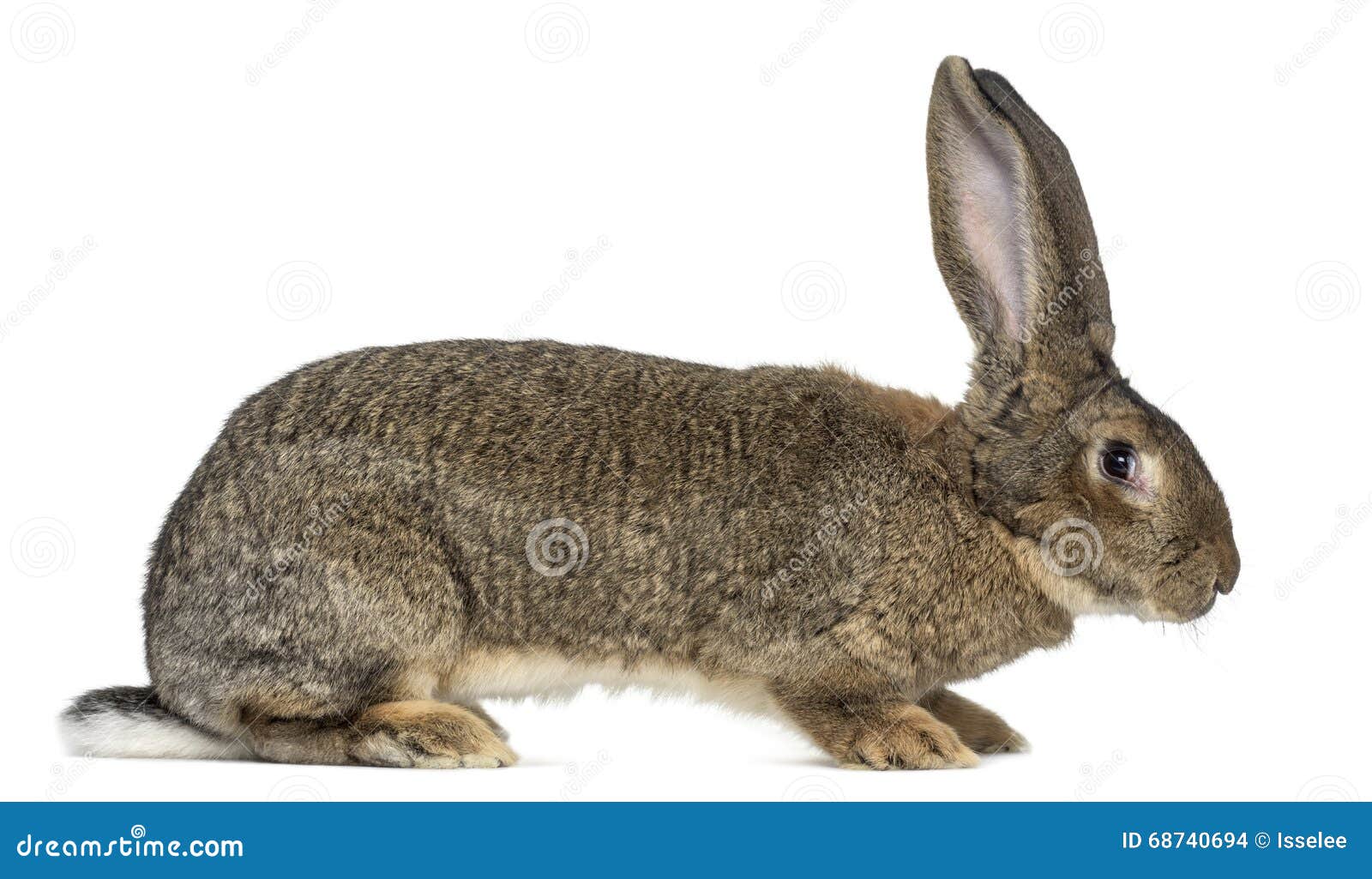 Flemish Giant Rabbit Royalty-Free Stock Image | CartoonDealer.com ...