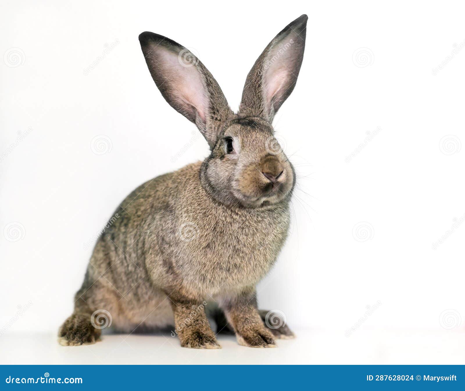 A Flemish Giant Rabbit with Large Ears Sitting Stock Photo - Image of ...