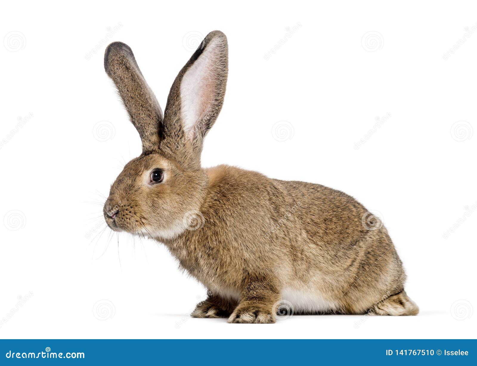 Flemish Giant Rabbit Royalty-Free Stock Image | CartoonDealer.com ...