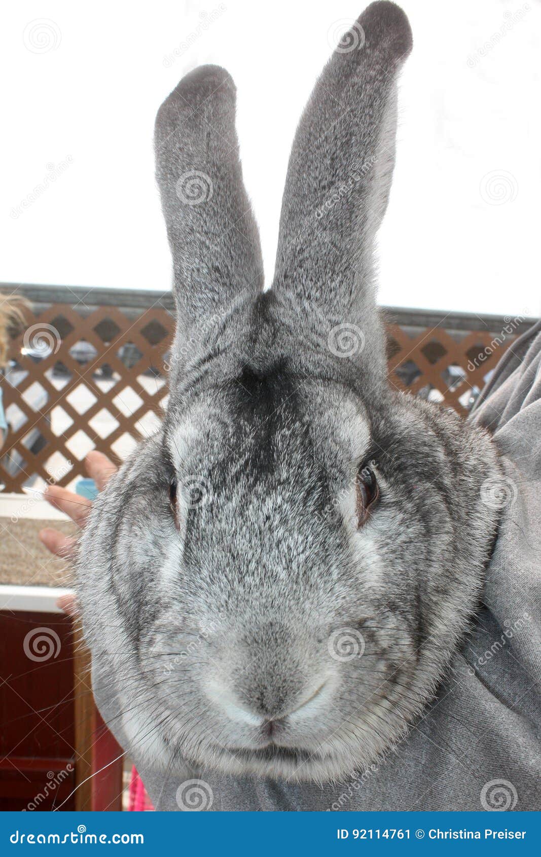 Flemish Rabbit stock image. Image of whiskers, mammal - 92114761
