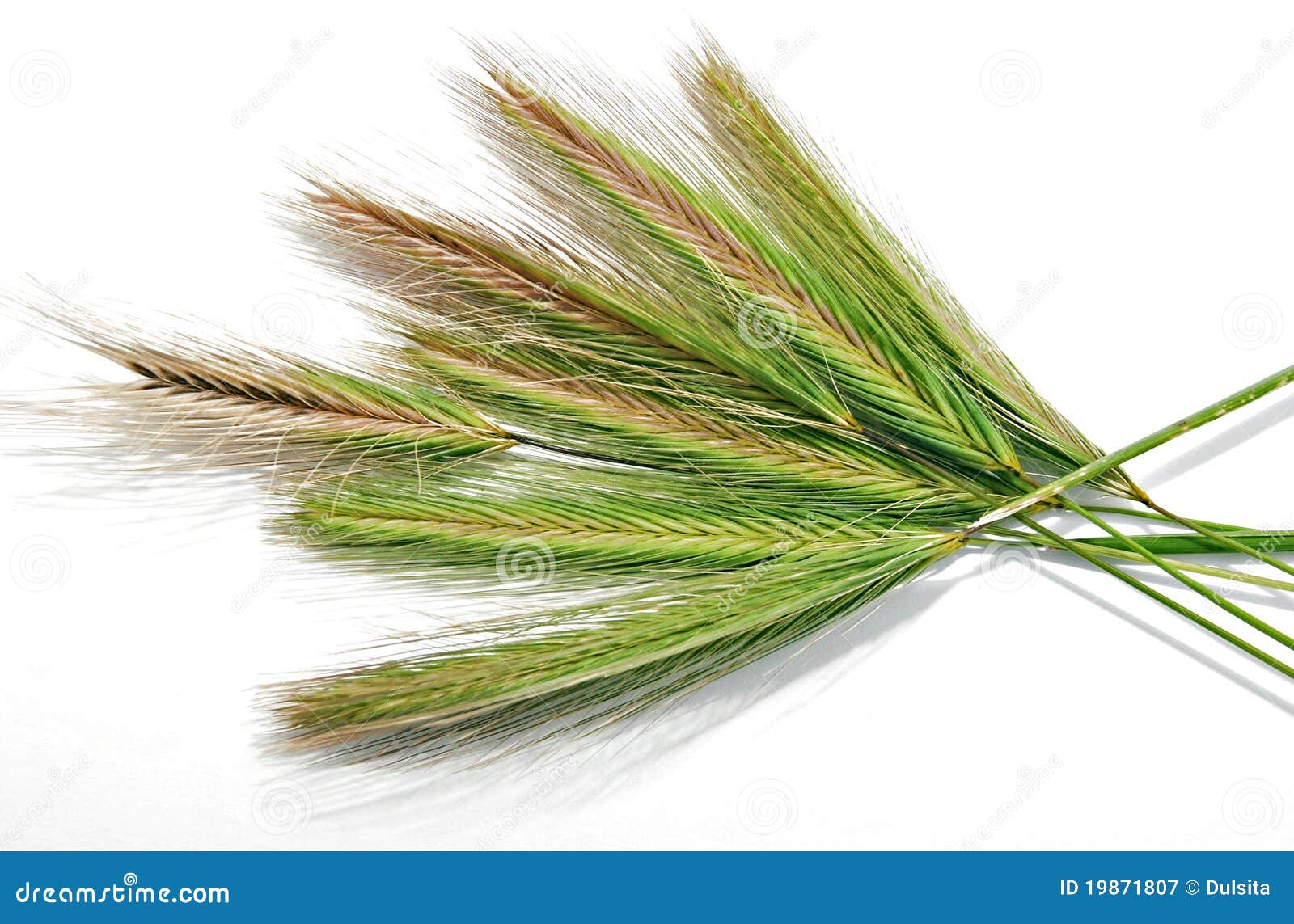 Flera piggar fotografering för bildbyråer. Bild av omvandling - 19871807