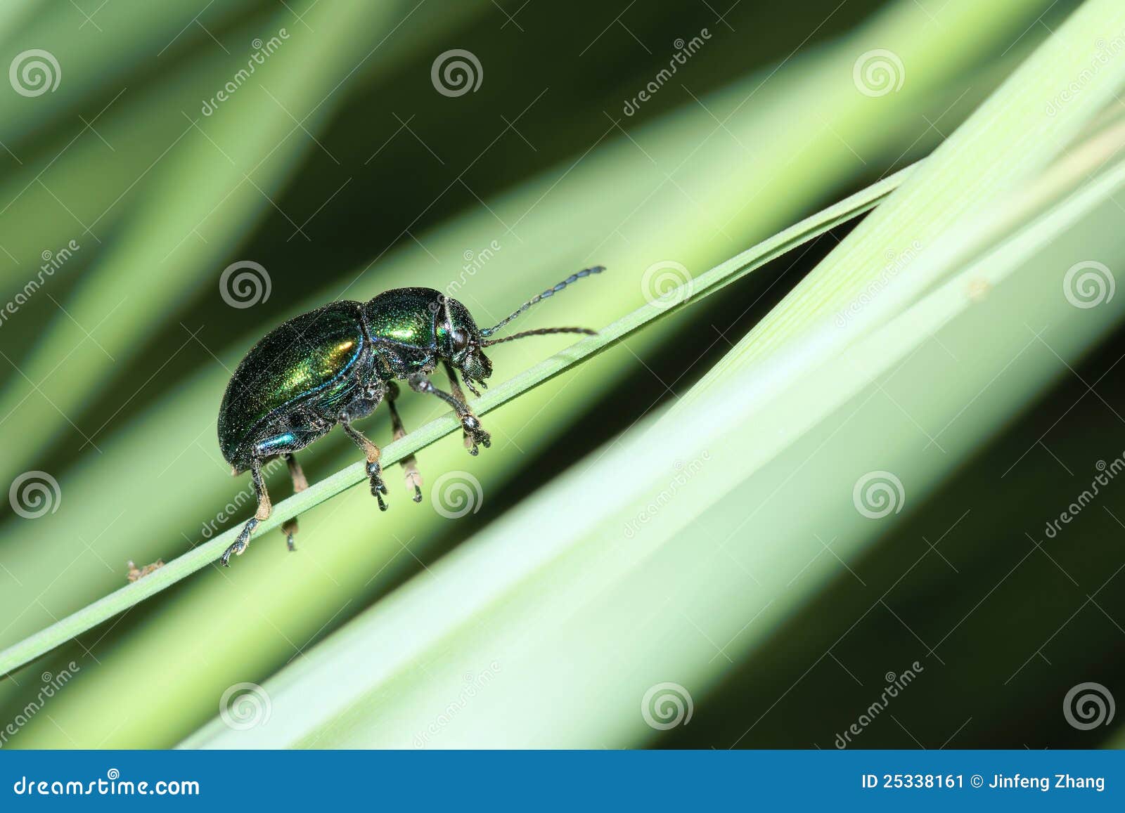 Fles-groene kever stock afbeelding. Image of kever, riet - 25338161