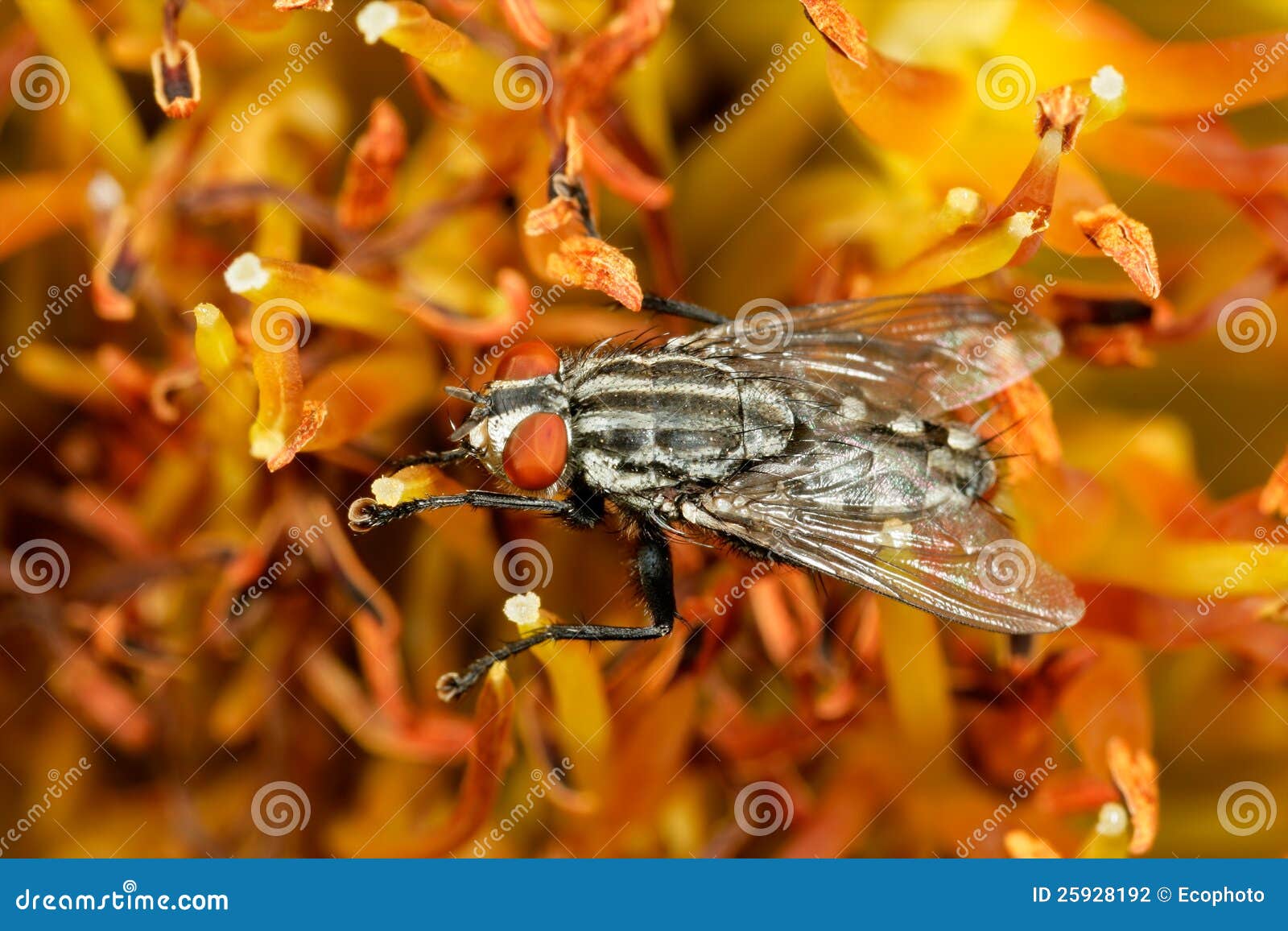 Flesh fly stock photo. Image of spots, sarcophagidae - 25928192