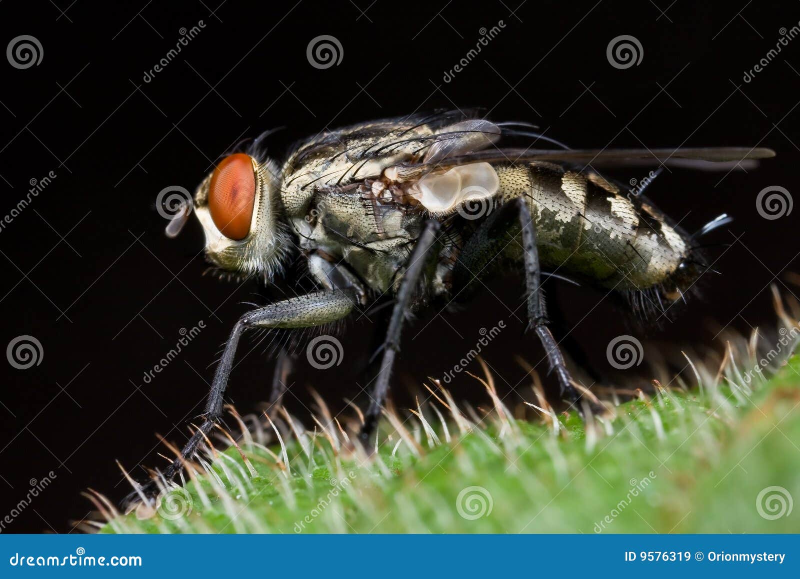Flesh fly stock image. Image of flesh, maroon, outdoor - 9576319
