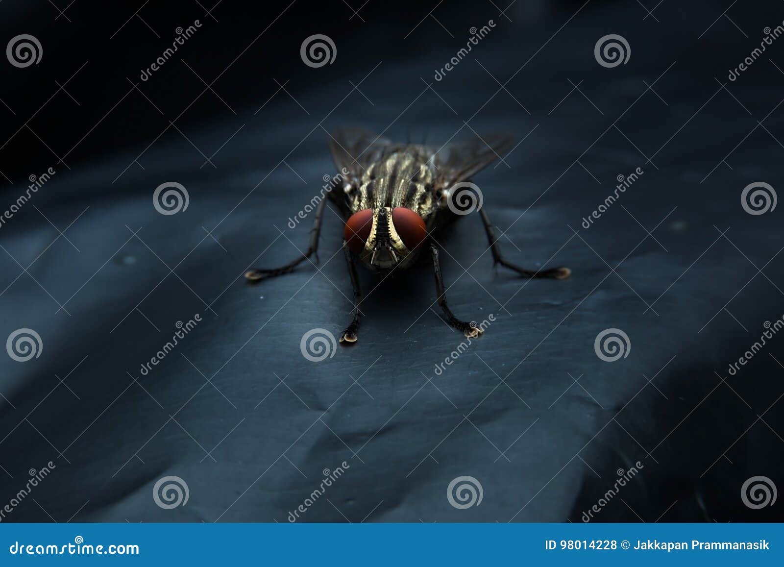 Flesh fly stock photo. Image of macro, light, animals - 98014228