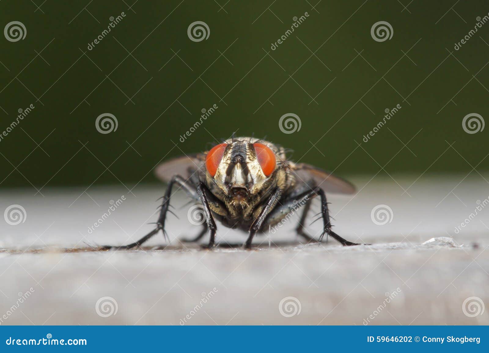 Flesh fly closeup stock photo. Image of importerade, sarcophaga - 59646202