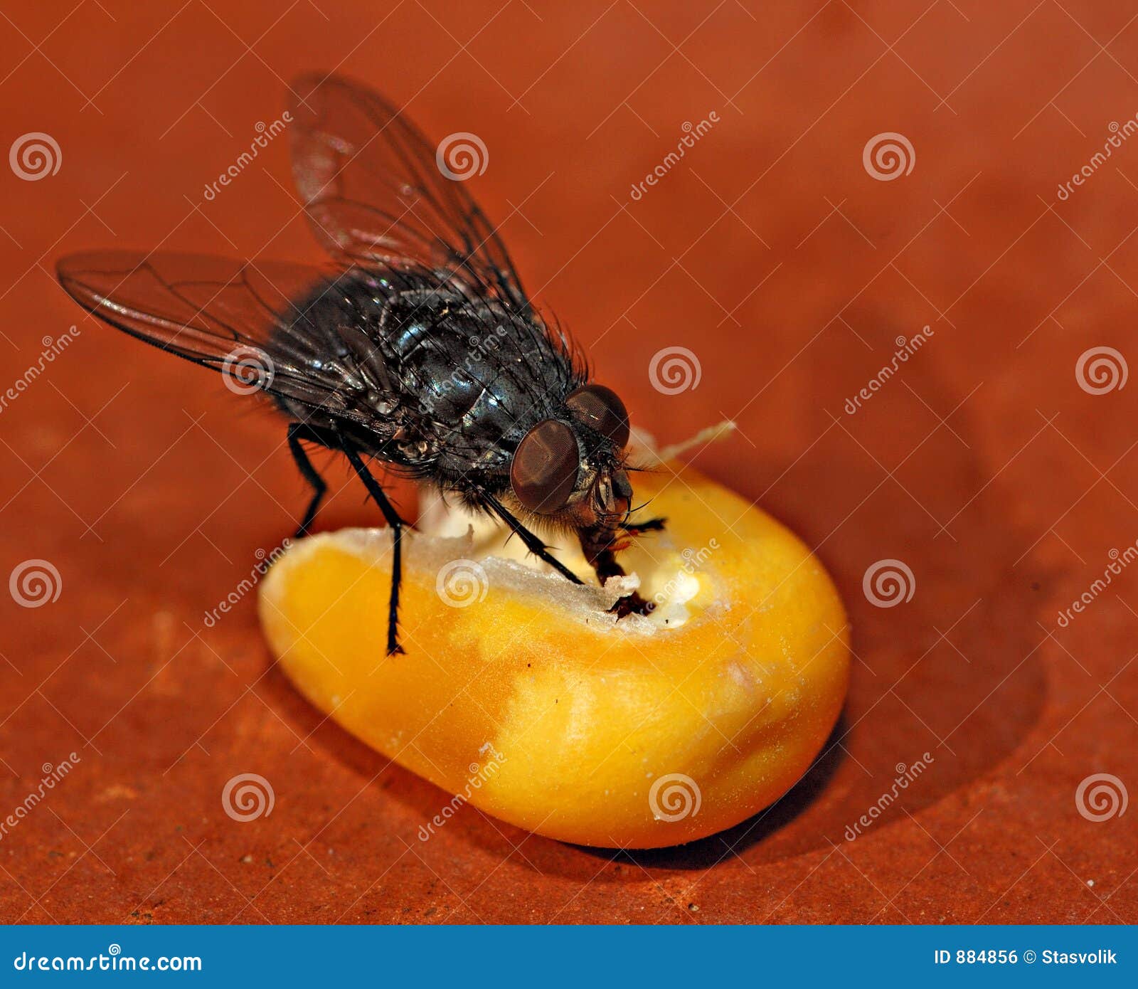 Flesh fly on a corn seed 1 stock photo. Image of macro - 884856