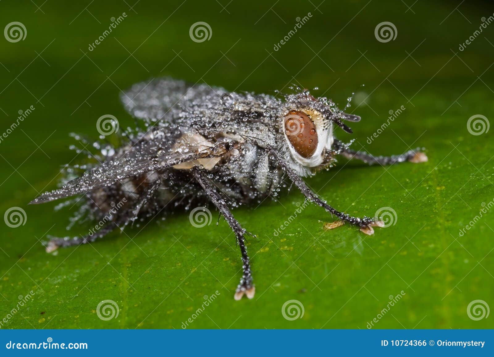 A Flesh Fly Covered with Dew Drops Stock Photo - Image of insect ...