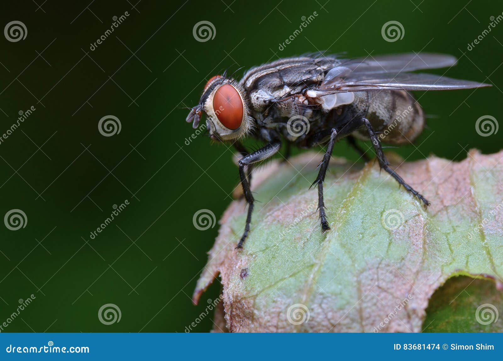 Flesh Fly stock photo. Image of resting, animals, nature - 83681474