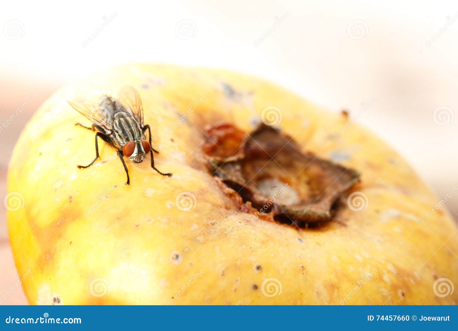 Flesh Fly stock photo. Image of pest, color, insect, ripe - 74457660