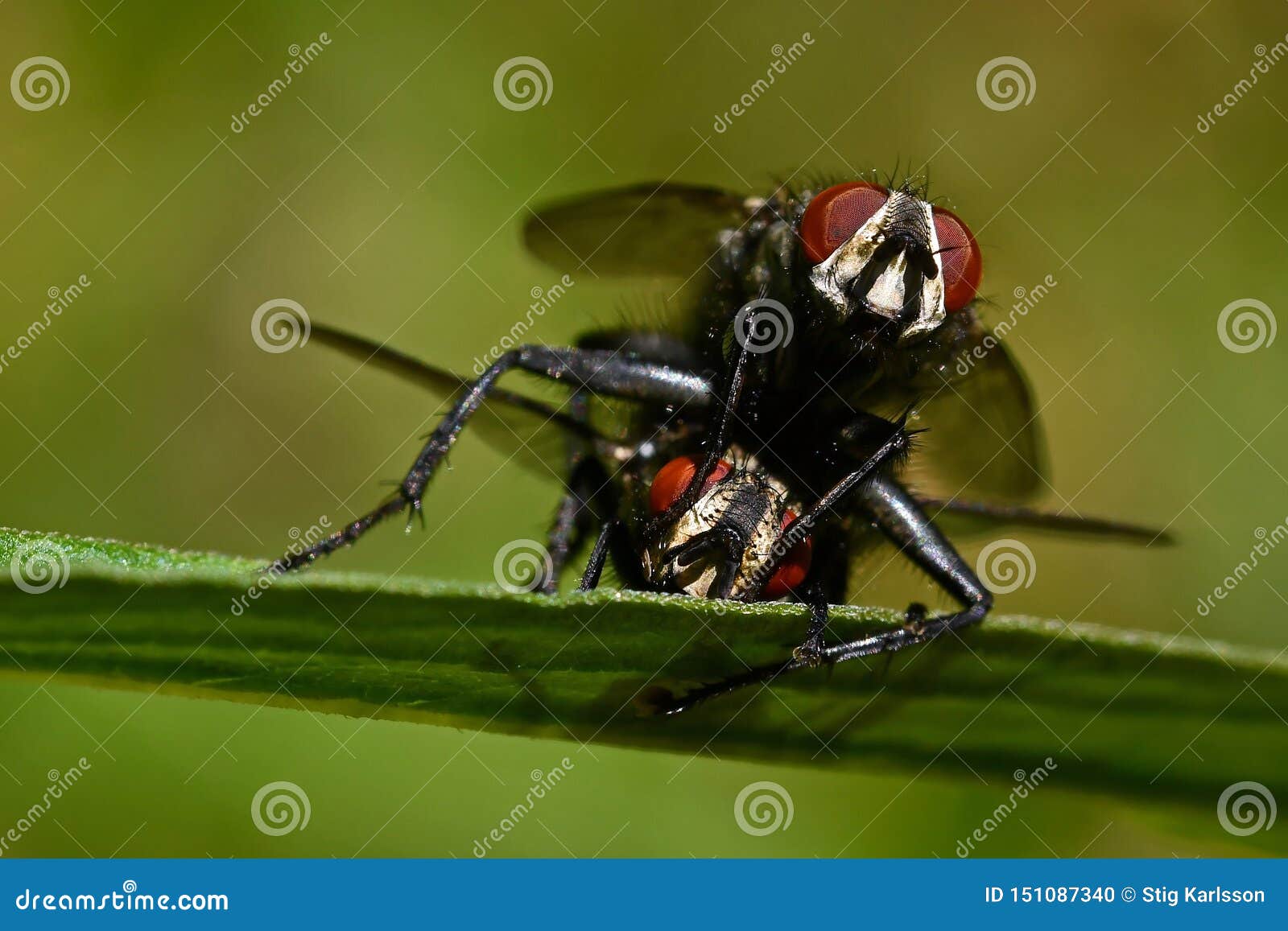 Flesh Fly, Sarcophagidae on a Straw Stock Photo - Image of helophilus ...