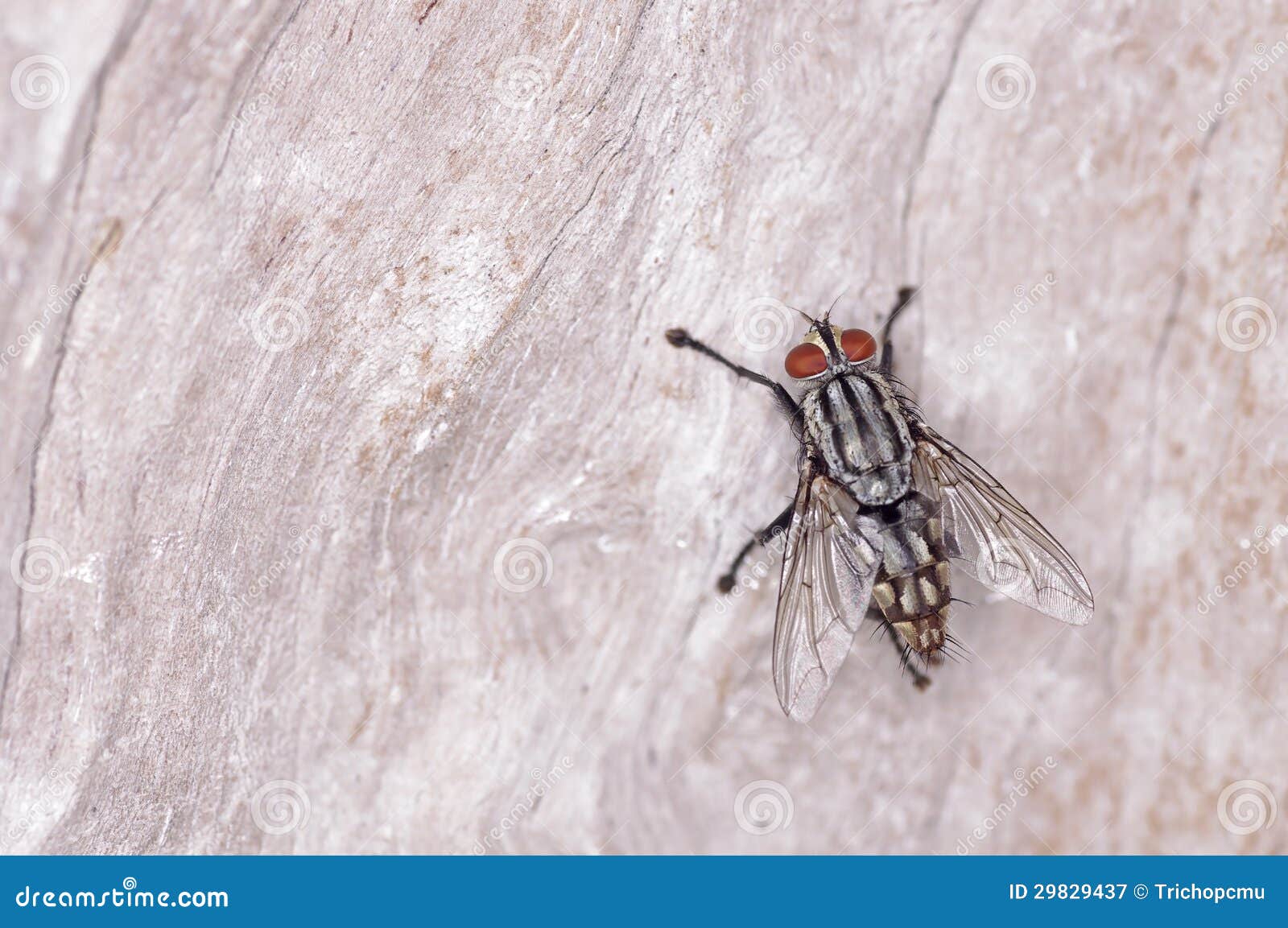 Flesh Flies Are Stripey-backed Flesh Fly Sitting In Bright Sun On Green ...