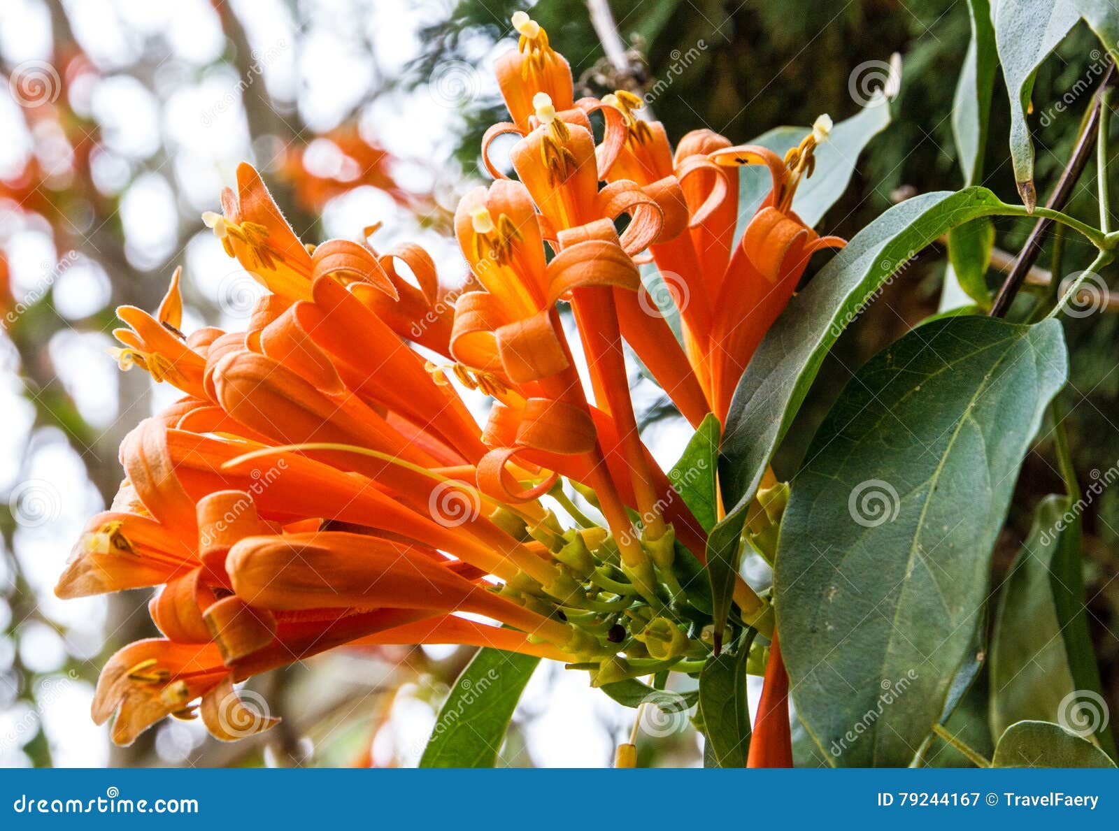 Fleur Africaine D'arbre, Fleurs Oranges Image stock - Image du fleur ...