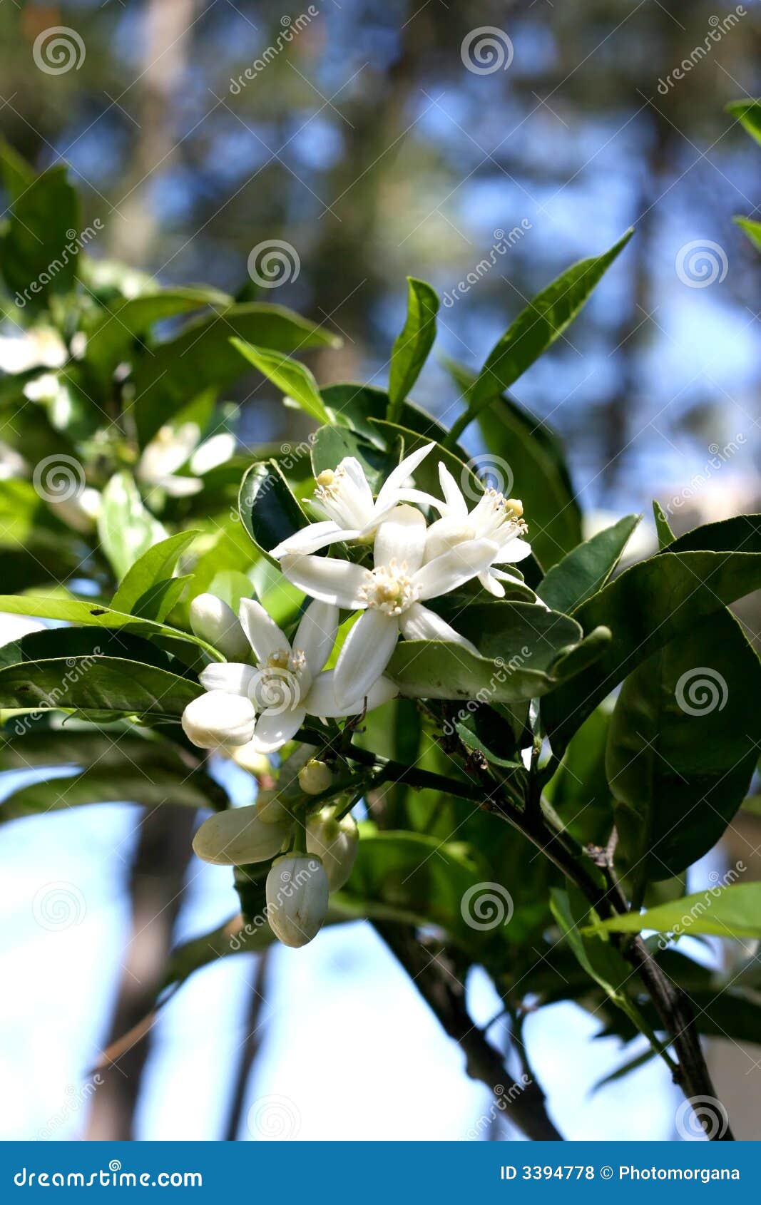 Fleur au l'orange-arbre photo stock. Image du blanc, centrale - 3394778