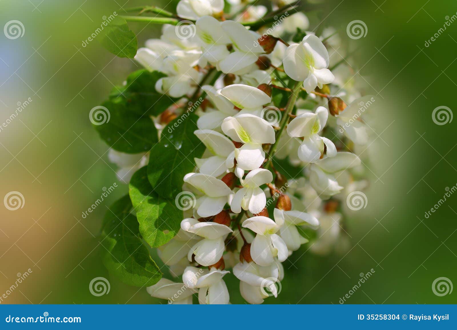 Fleur blanche d'acacia photo stock. Image du vibrant - 35258304