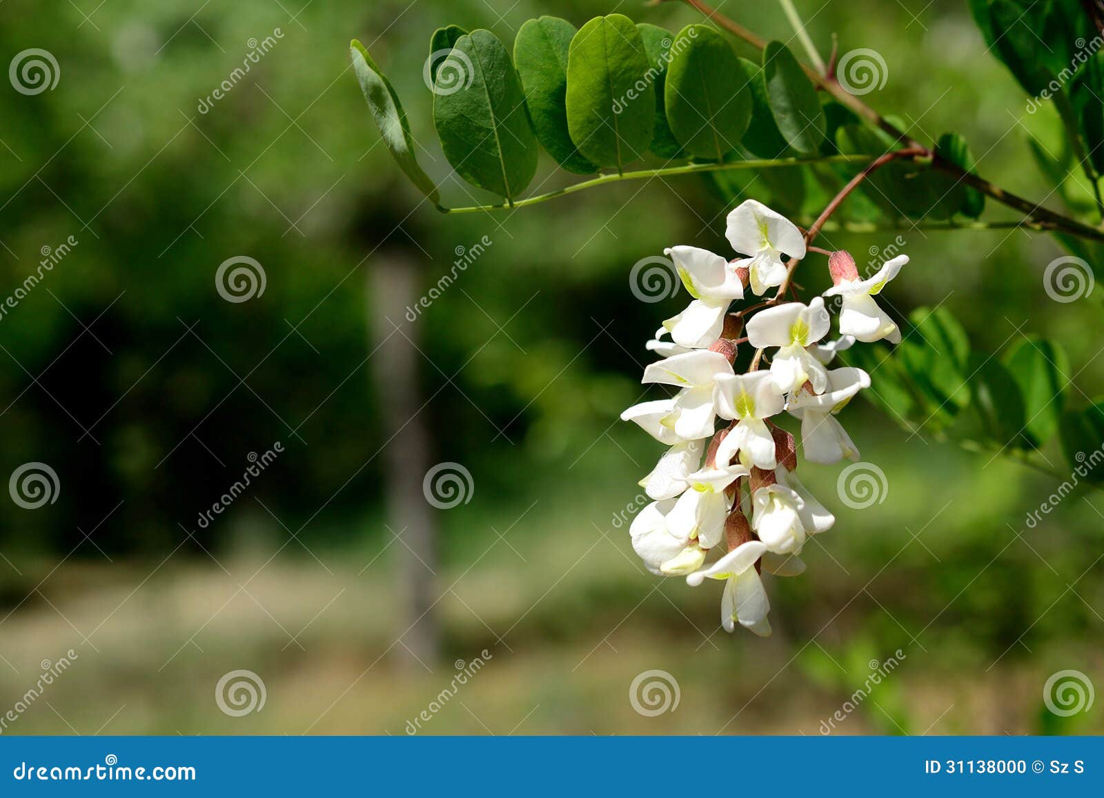 Fleur Blanche De Fleur D'acacia Photo stock - Image du flore, nectar ...