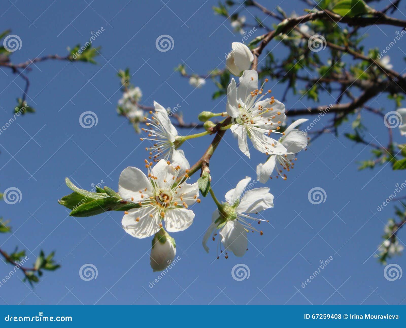 Fleur blanche de prune photo stock. Image du plomb, arbre - 67259408