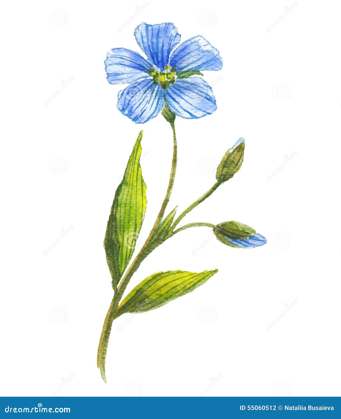 Fleur bleue de lin illustration de vecteur. Illustration du beau - 55060512