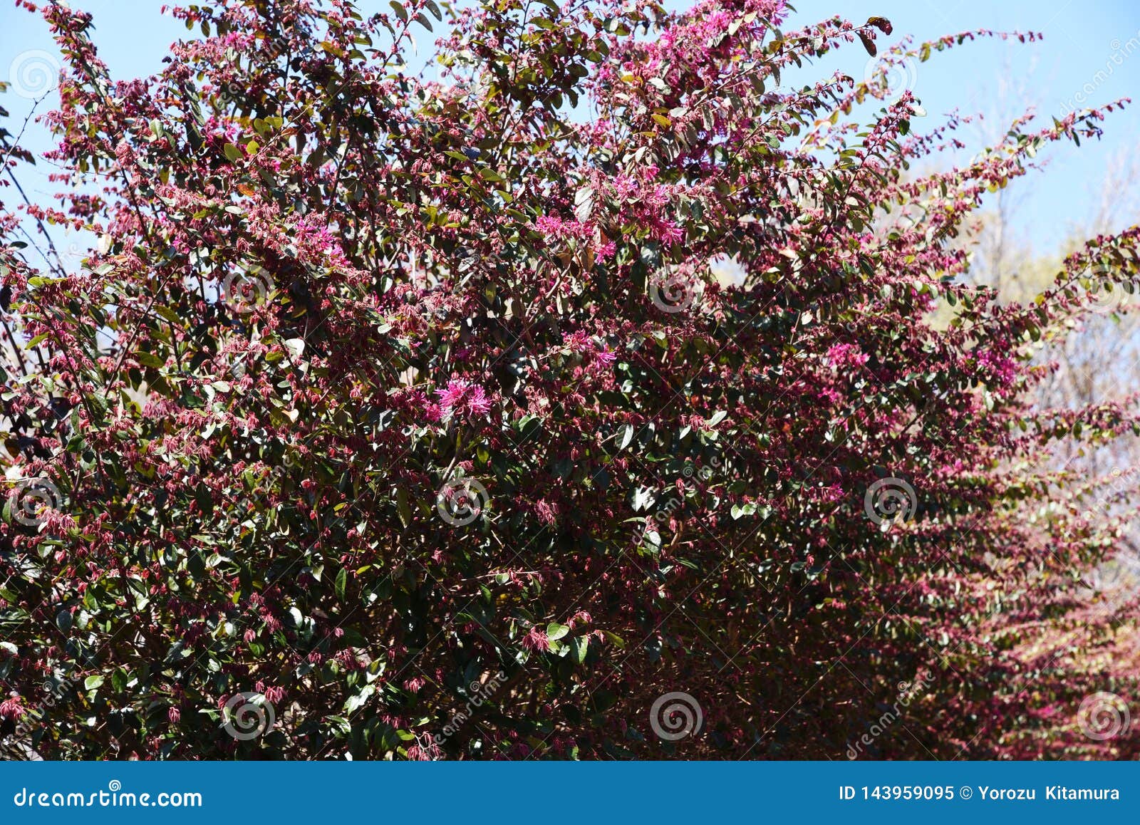 Fleur chinoise de frange image stock. Image du vert - 143959095