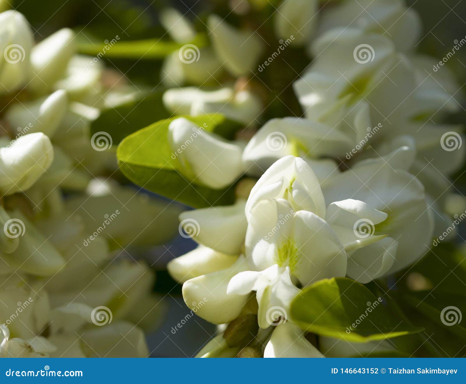 Fleur D'acacia Fleur Et Feuilles Blanches D'acacia Photo stock - Image ...