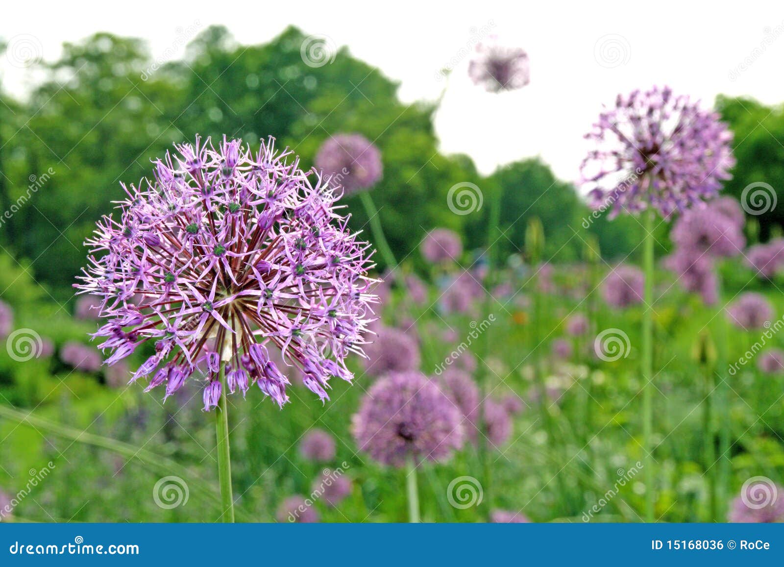 Fleur d'ail photo stock. Image du ciboulette, tige, cercle - 15168036