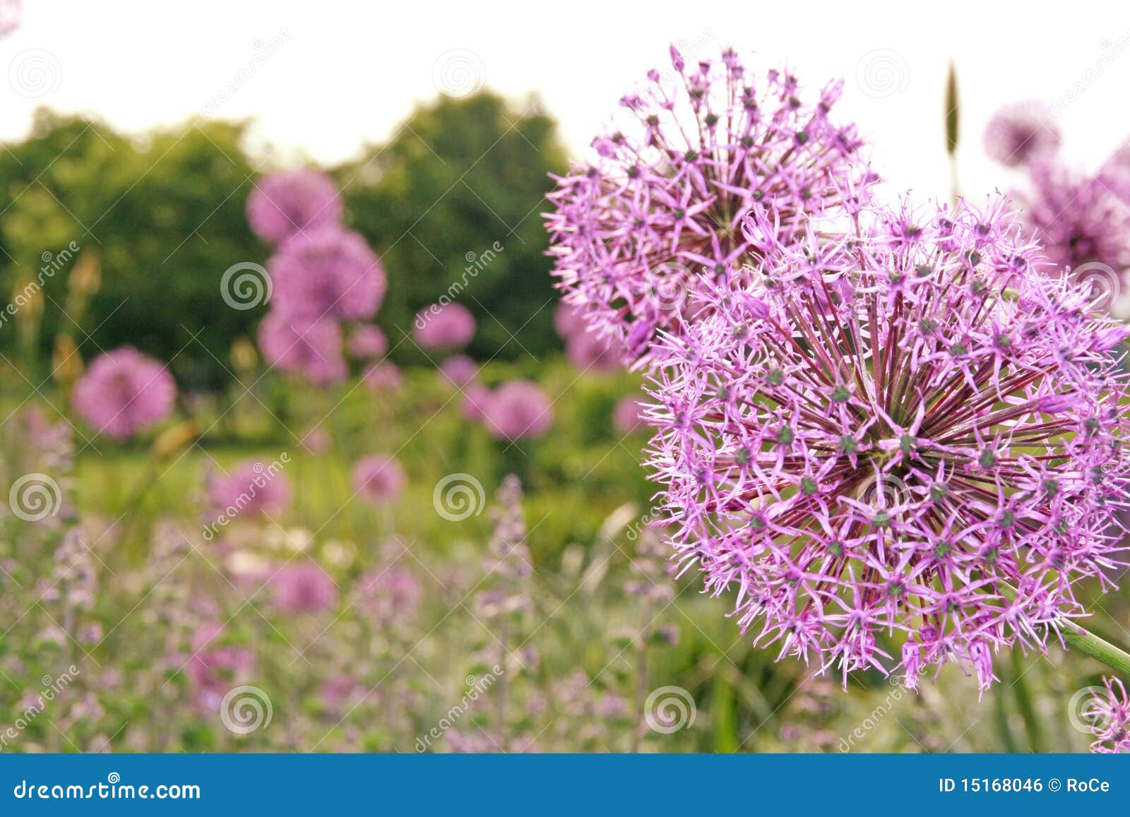 Fleur d'ail photo stock. Image du flore, jardinage, zone - 15168046